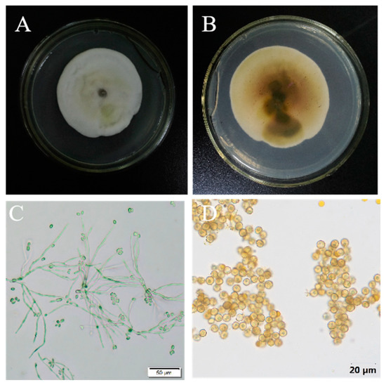 Biology, Pathogenicity, and Genetic Diversity of the Rice Pathogen ...