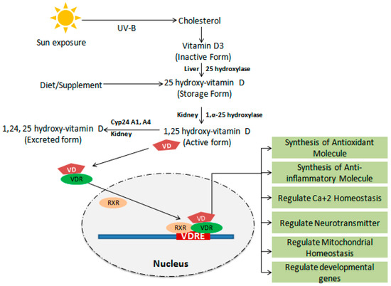 Unlocking the Potential of Vitamin D: A Comprehensive Exploration of ...
