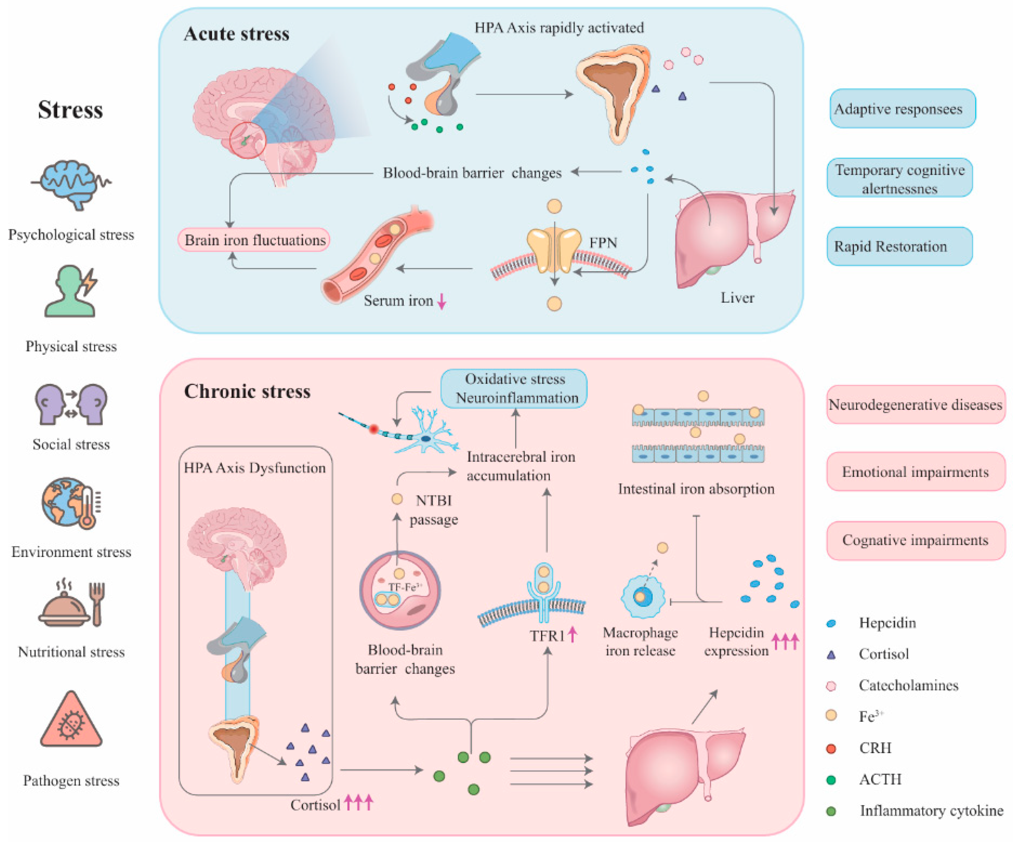 Stress-Induced Dysregulation of Brain Iron Metabolism and Its Links to ...