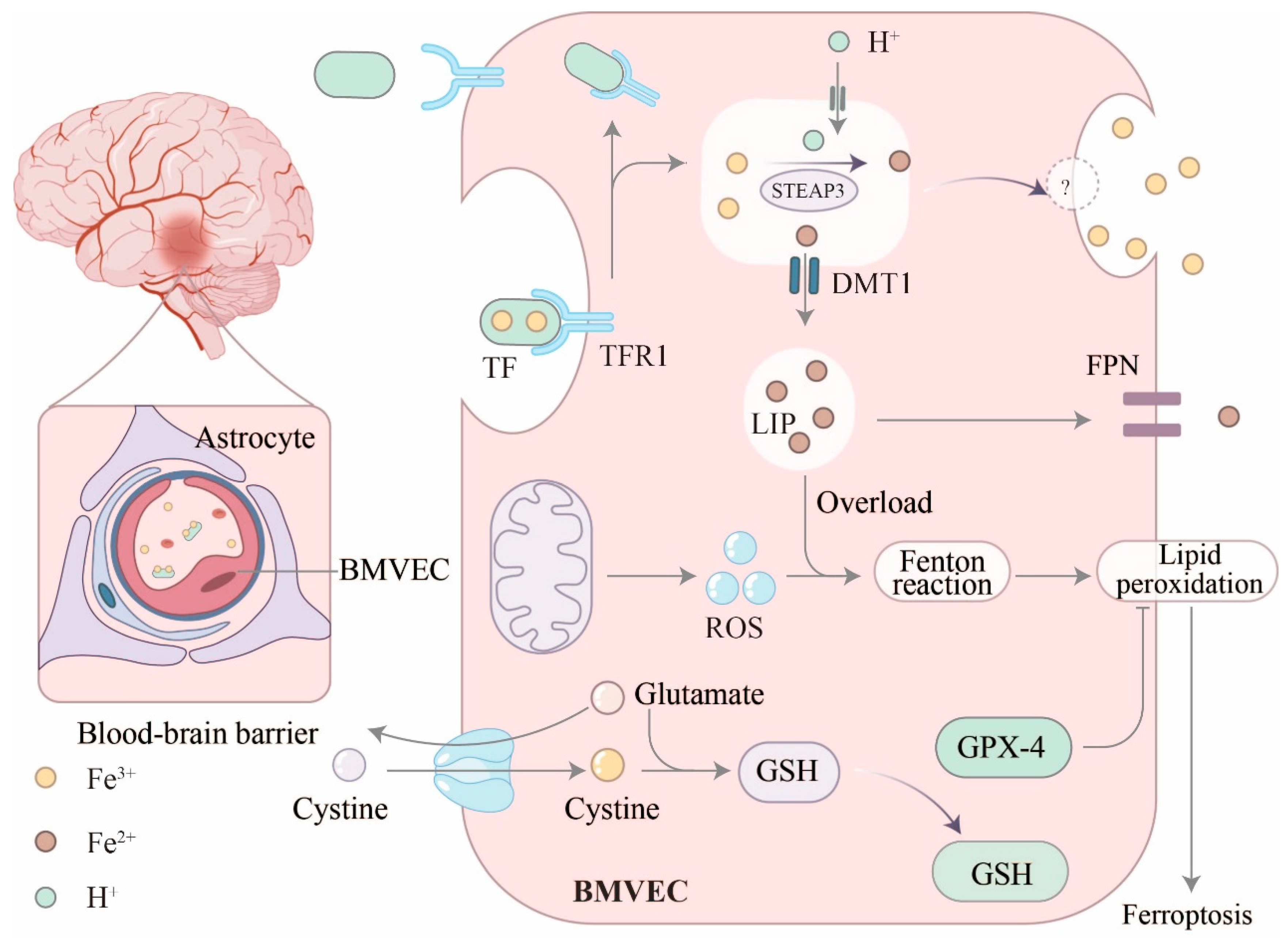 Stress-Induced Dysregulation of Brain Iron Metabolism and Its Links to ...