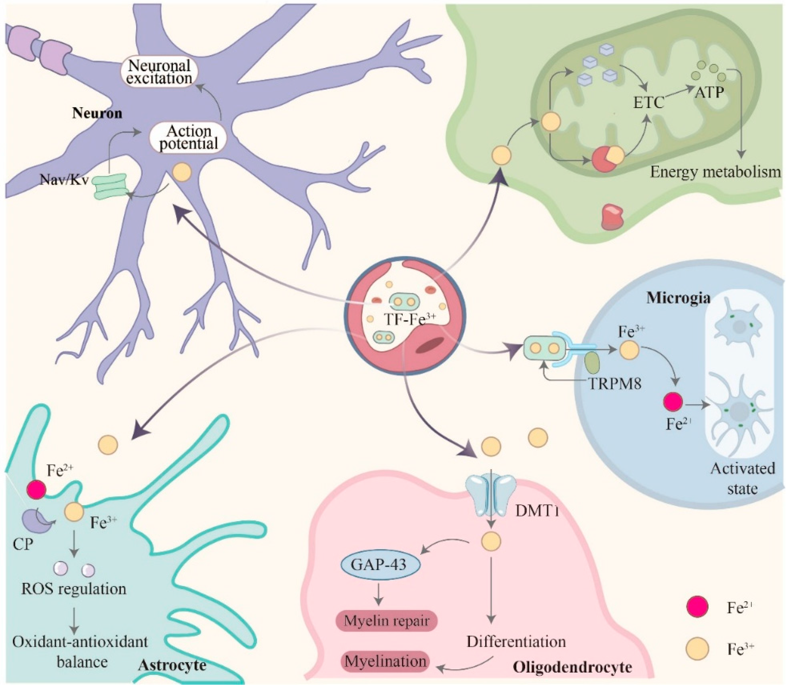 Stress-Induced Dysregulation of Brain Iron Metabolism and Its Links to ...