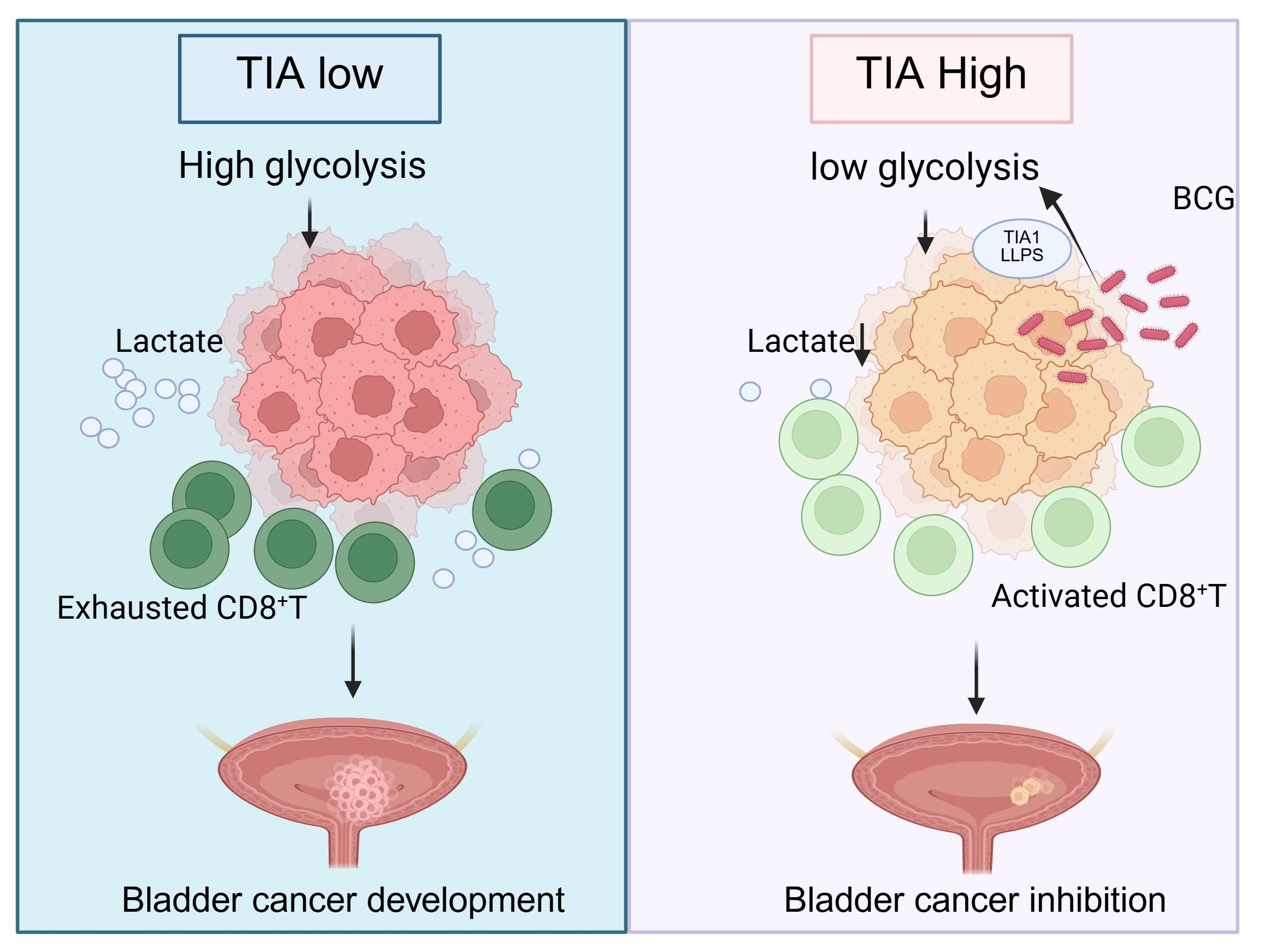 Phase Separation Competent TIA1 Couples Glycolytic Shutdown to CD8+ T ...