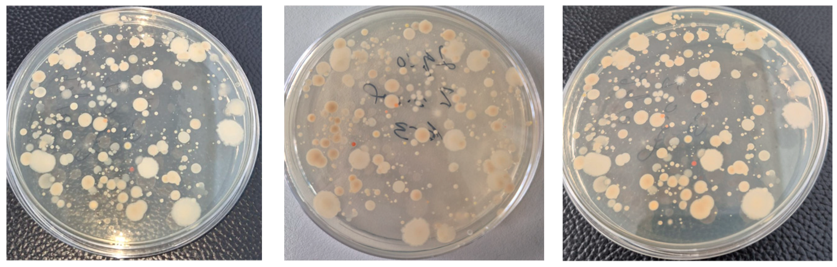 Heterotrophic Soil Microbes at Work: Short-Term Responses to ...