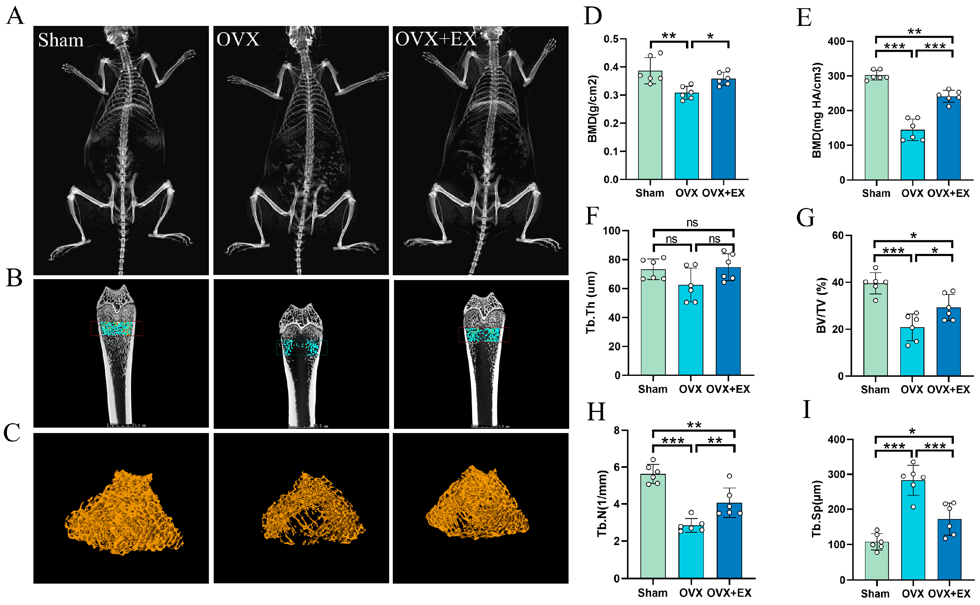 Weight-Bearing Ladder Climbing Exercise Improves Bone Loss and Bone ...