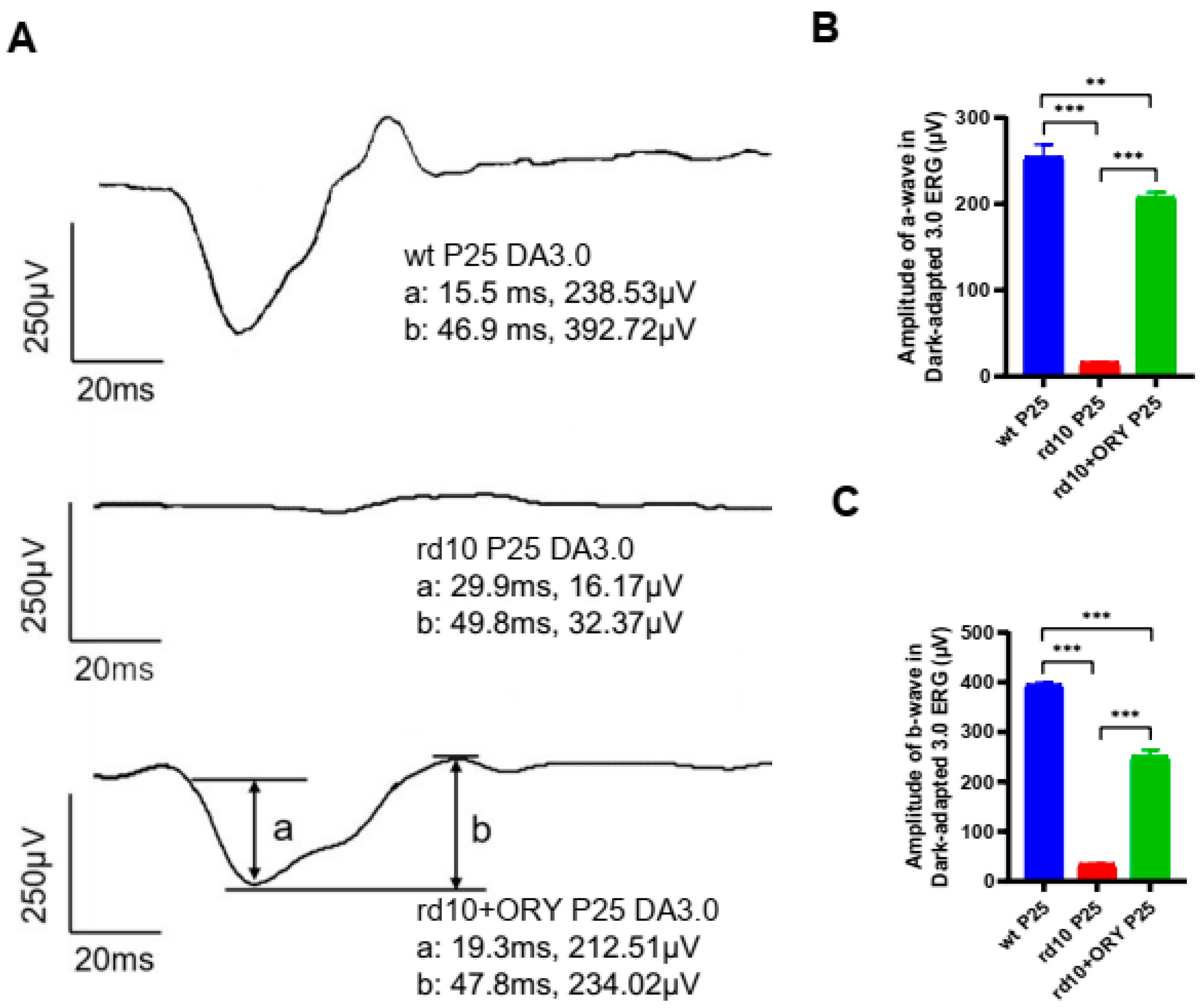 ORY-1001 Delays Retinal Photoreceptor Degeneration in rd10 Mice by ...