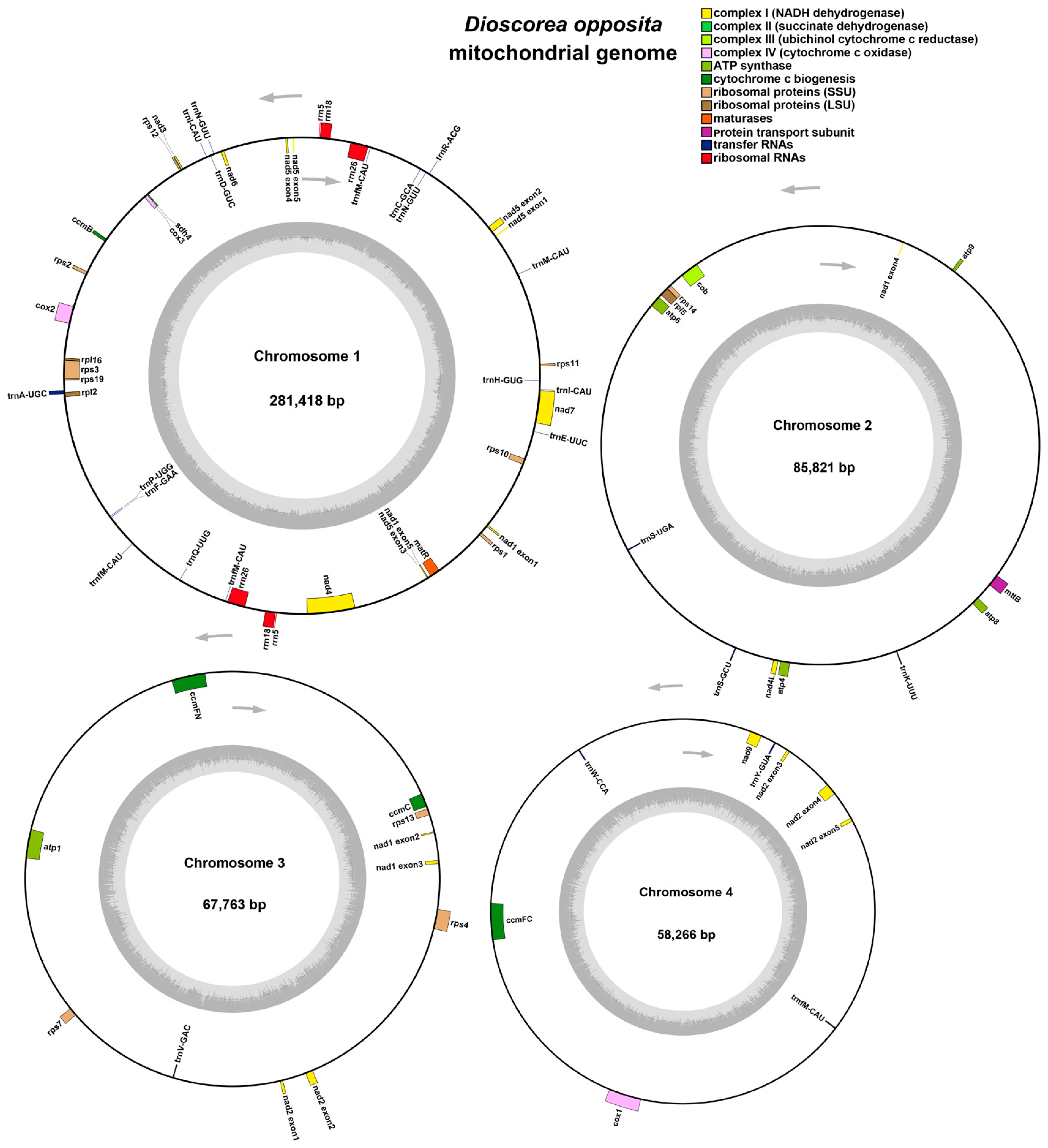 The Complete Mitochondrial Genome of the Dioscorea opposita Thunb. cv ...