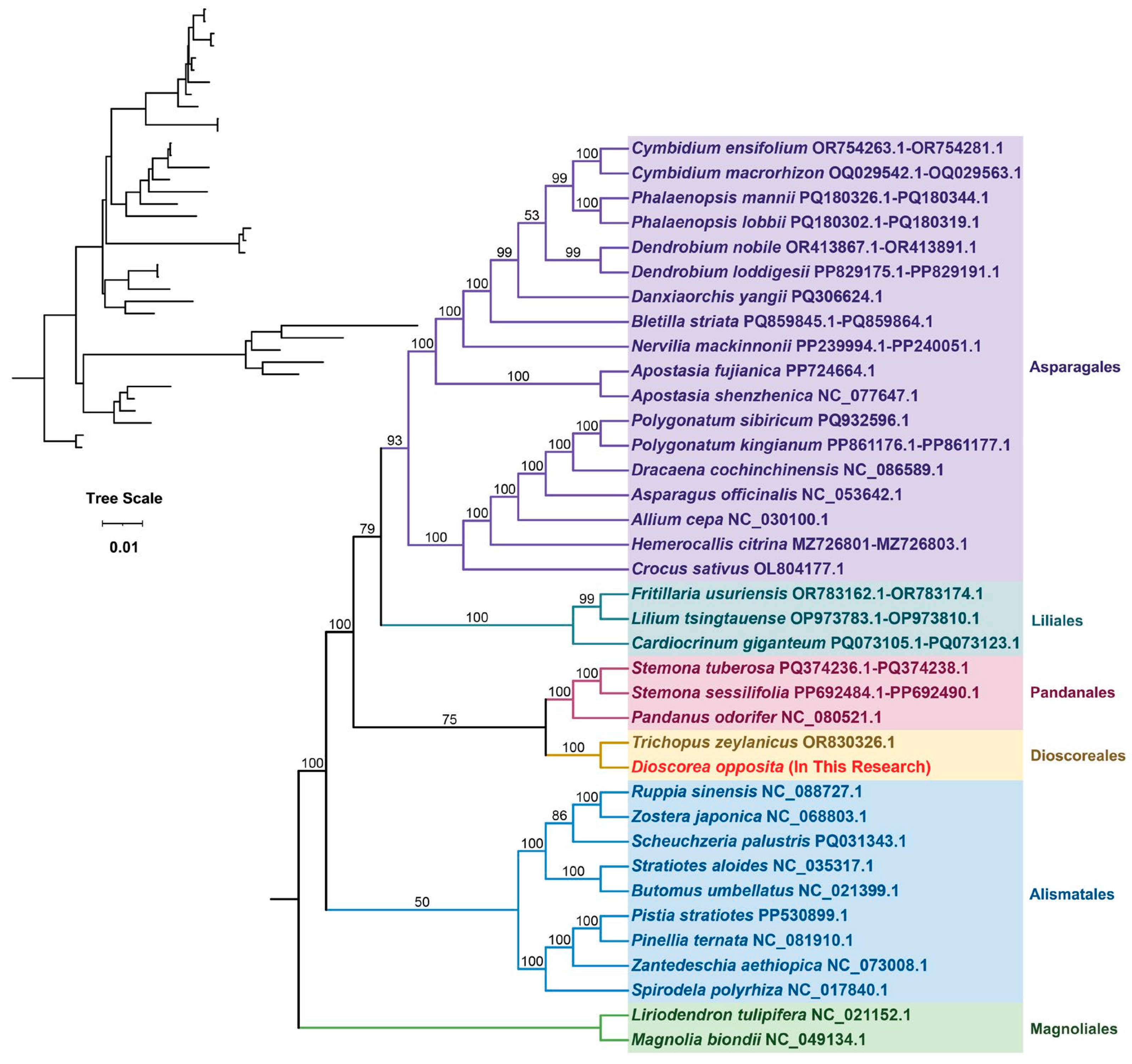 The Complete Mitochondrial Genome of the Dioscorea opposita Thunb. cv ...