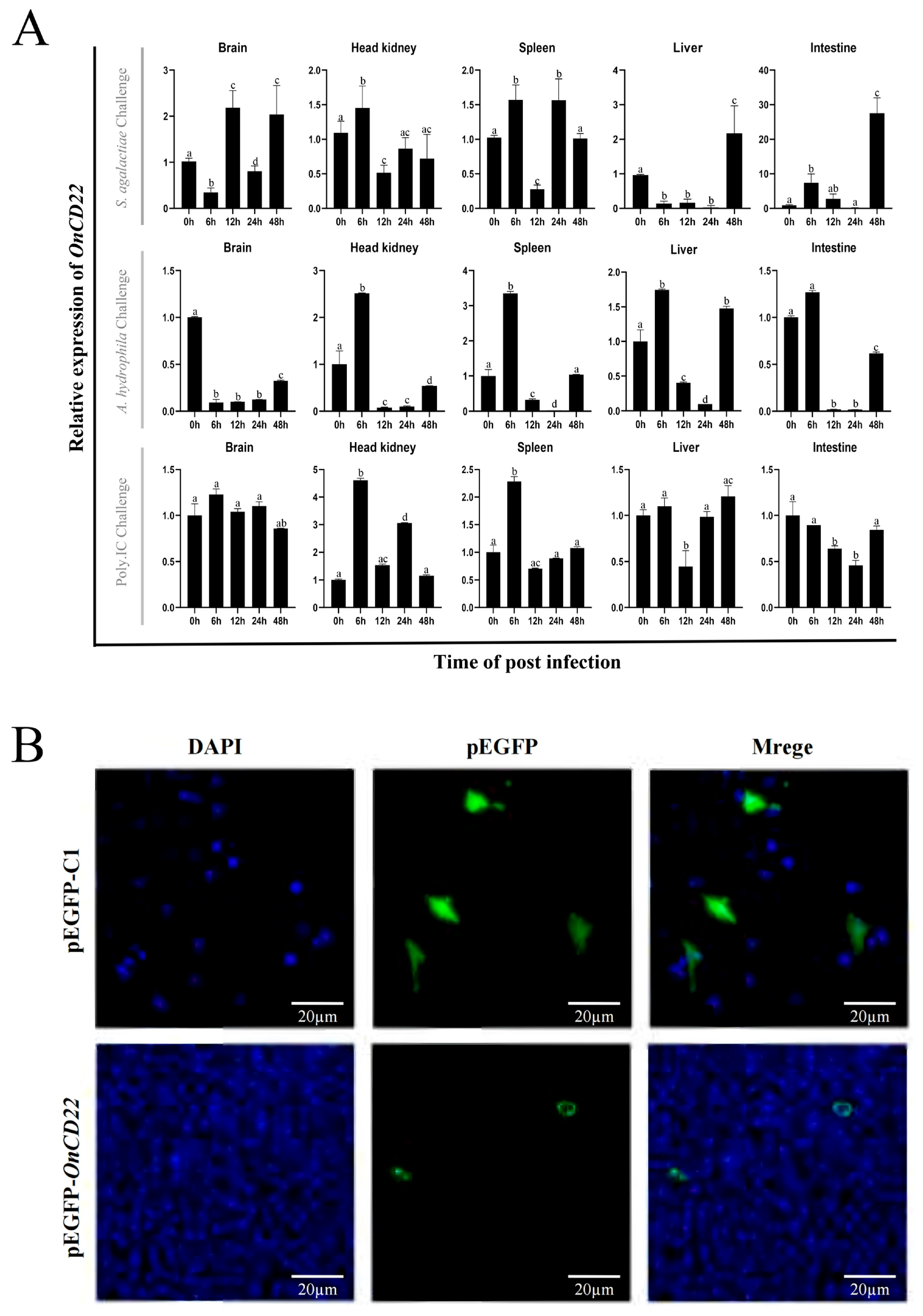 Molecular Characterization and Expression Analysis of CD22 in Nile ...