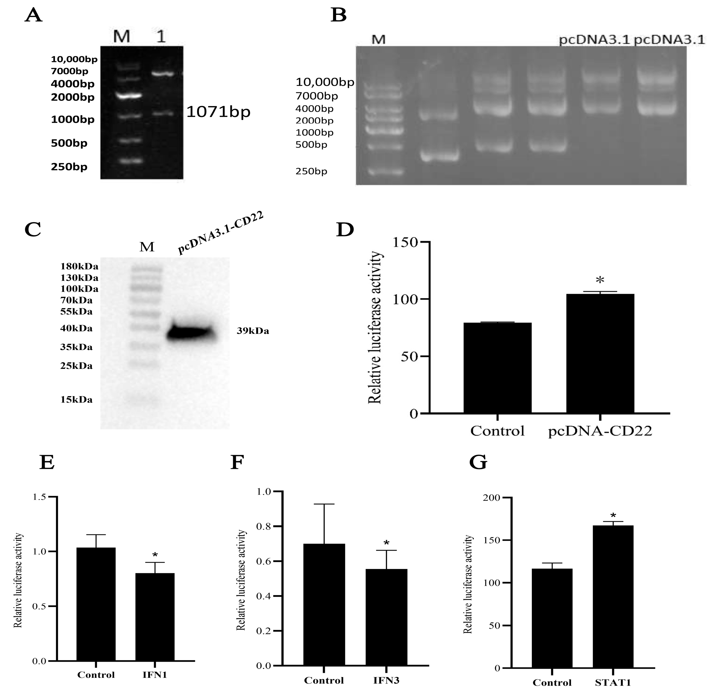 Molecular Characterization and Expression Analysis of CD22 in Nile ...
