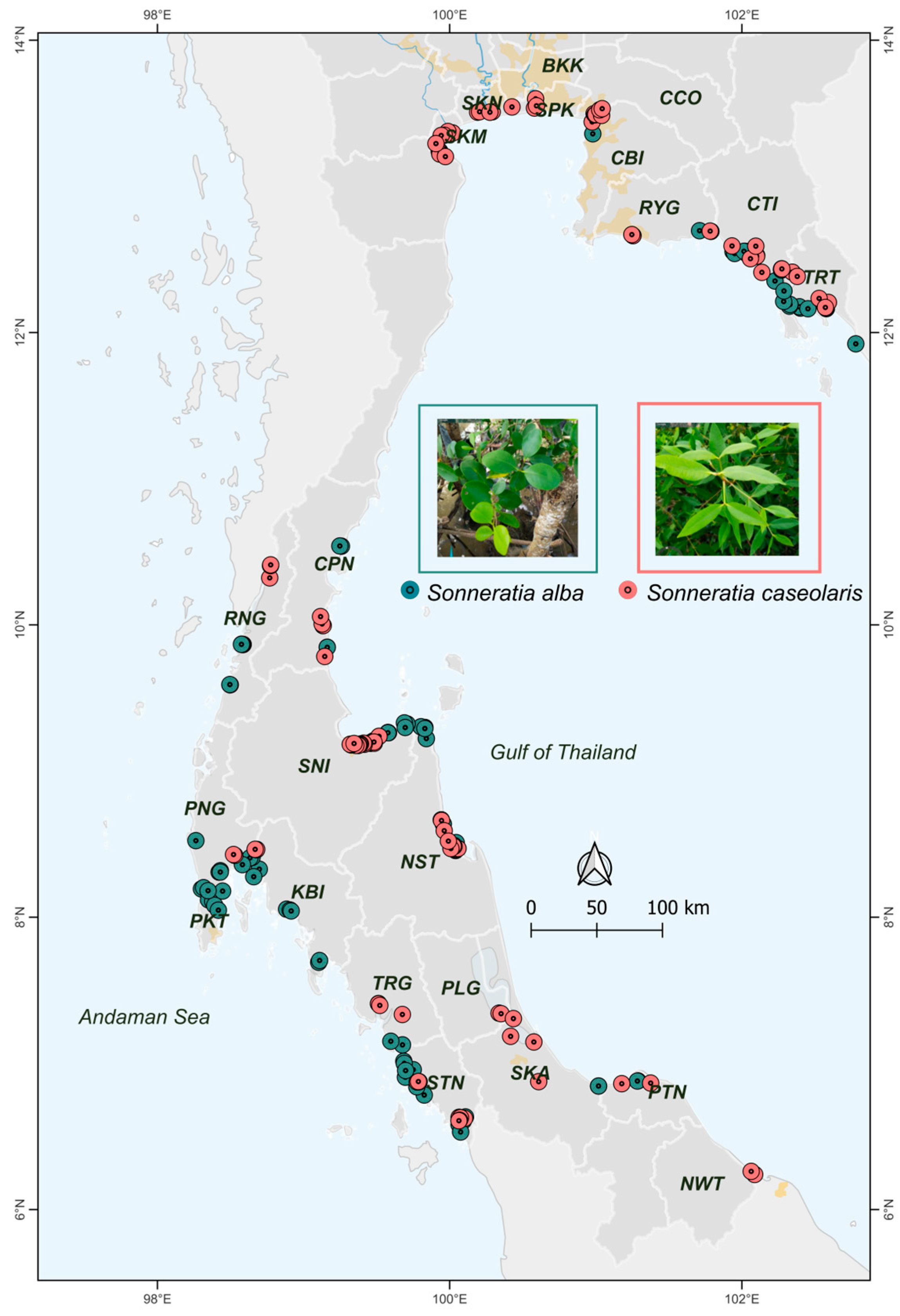 Genetic Diversity and Population Structure in Two Mangrove Species ...
