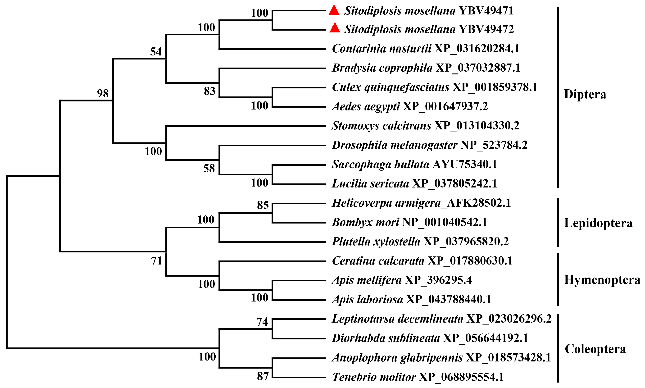Characterization and Expression of Two Cytoplasmic Phosphoenolpyruvate ...