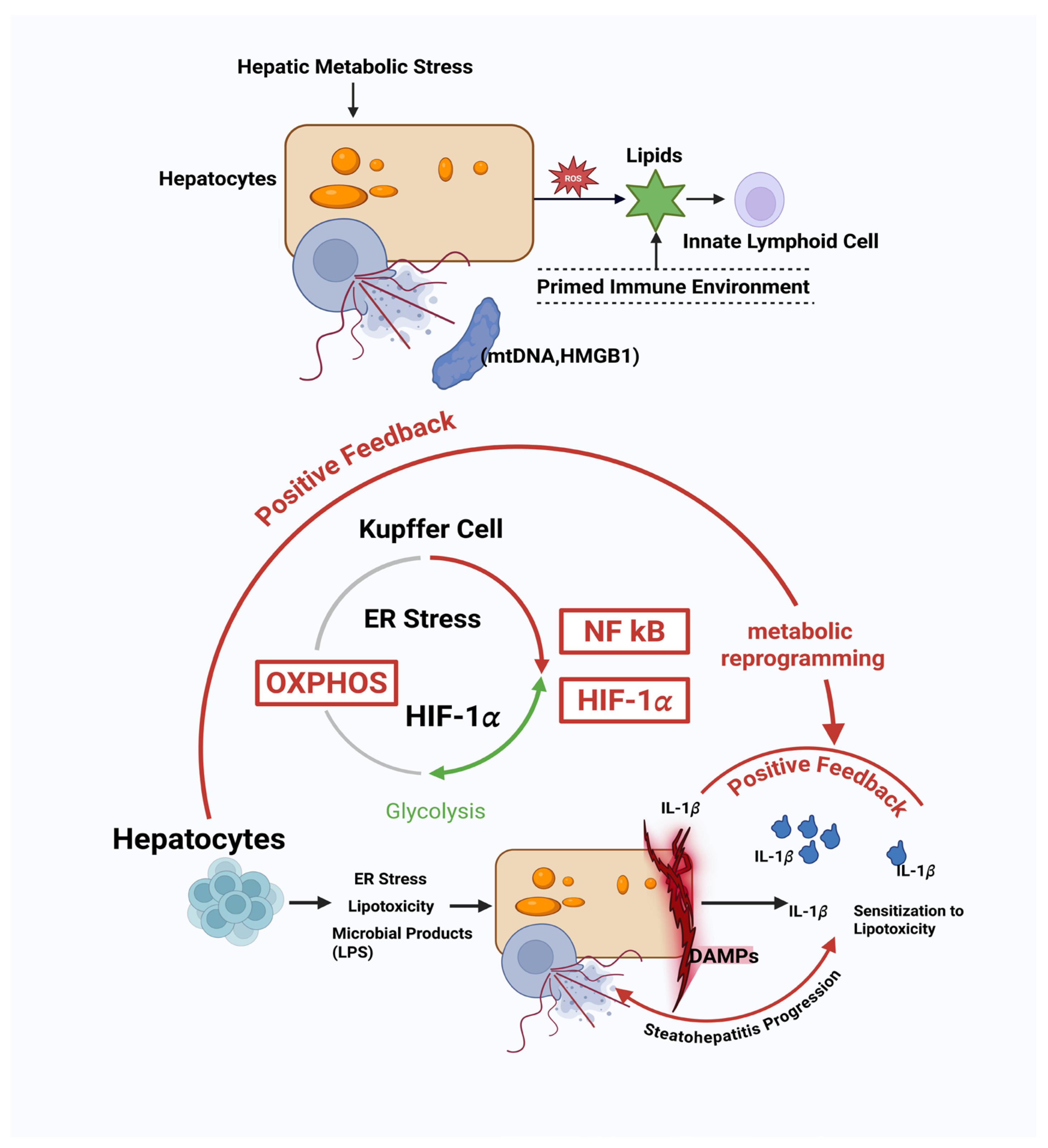 Immune Determinants of MASLD Progression: From Immunometabolic ...