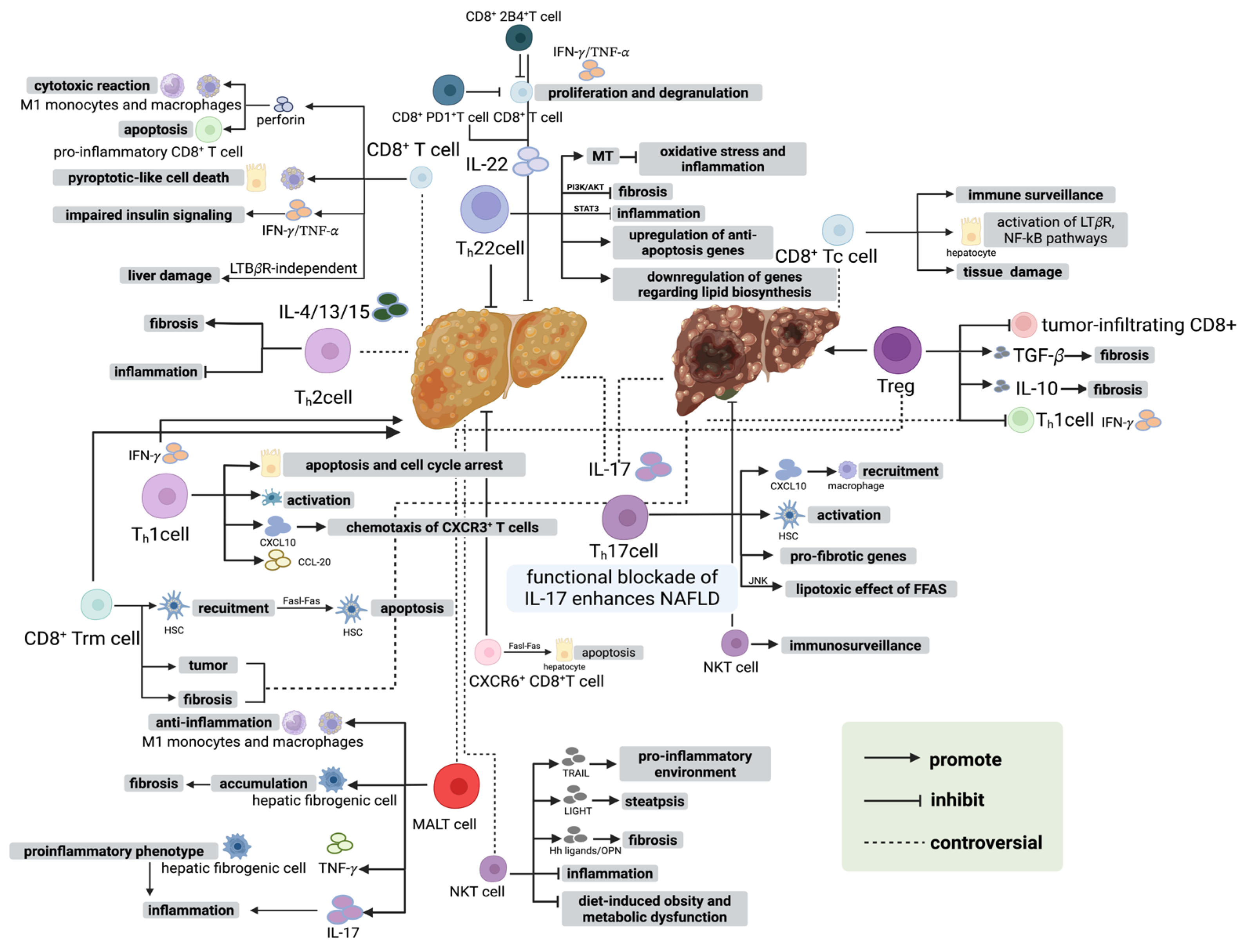 Immune Determinants of MASLD Progression: From Immunometabolic ...