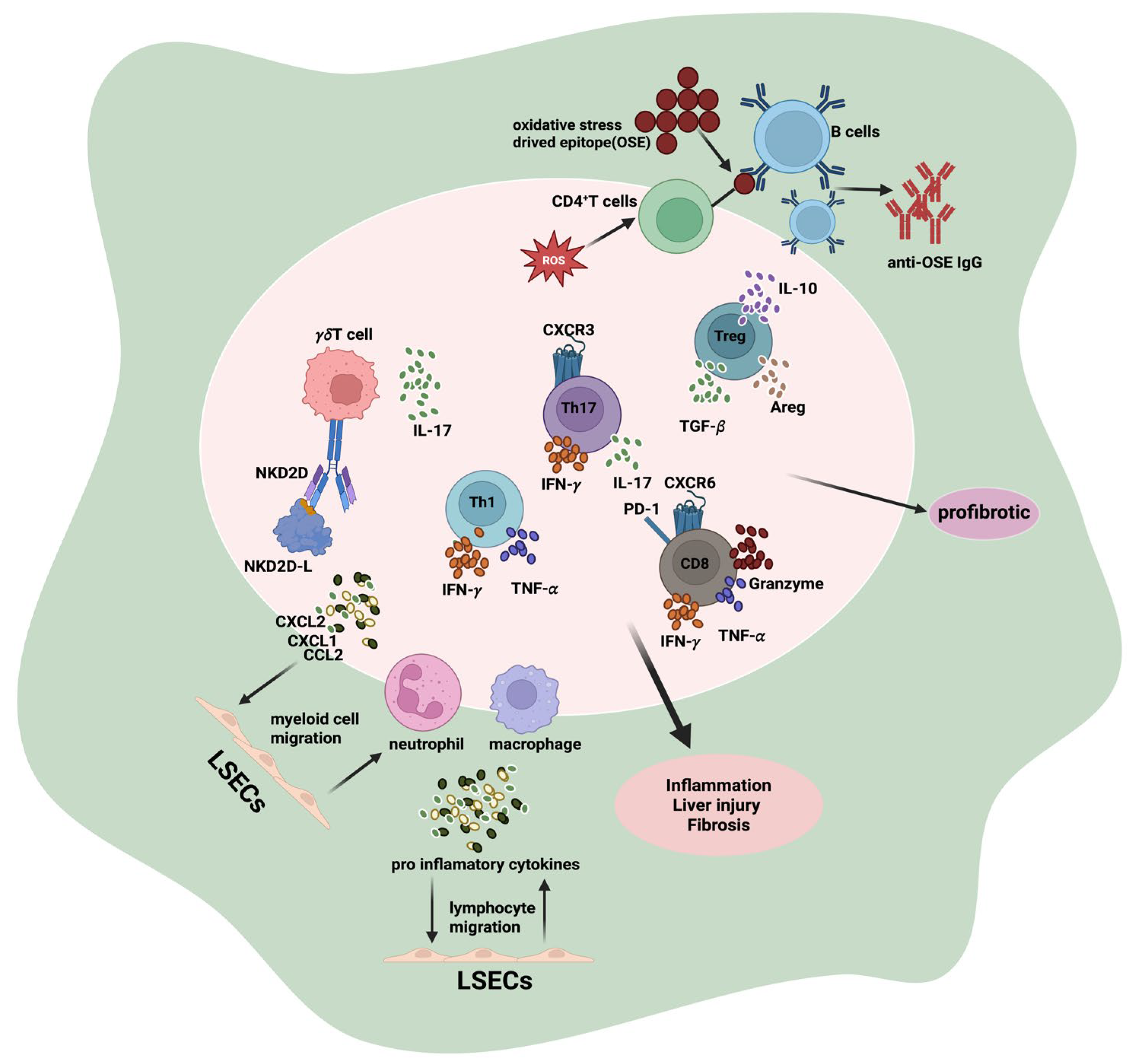 Immune Determinants of MASLD Progression: From Immunometabolic ...