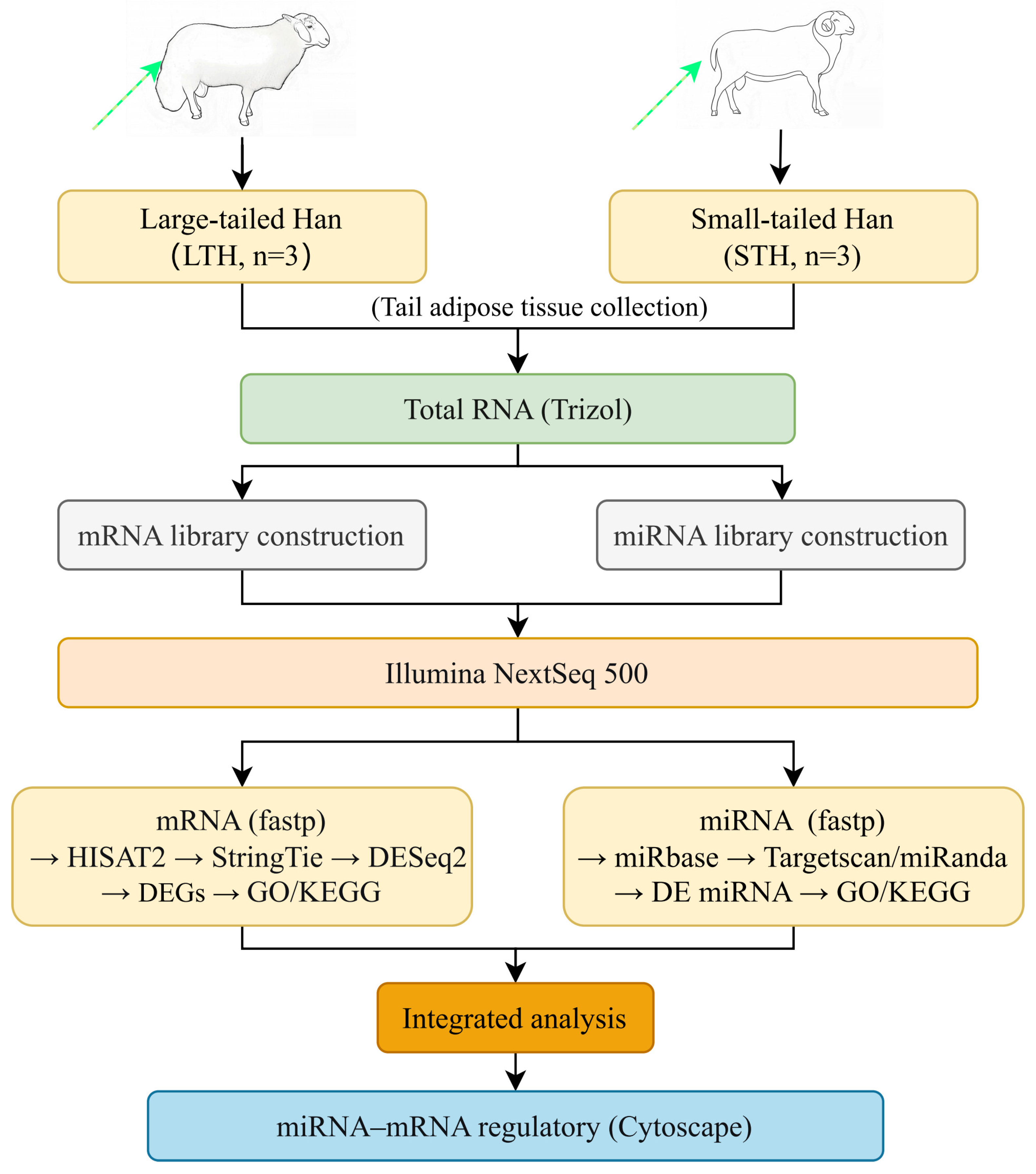 Deciphering the Regulatory Network of Tail Fat Deposition in Large- and ...