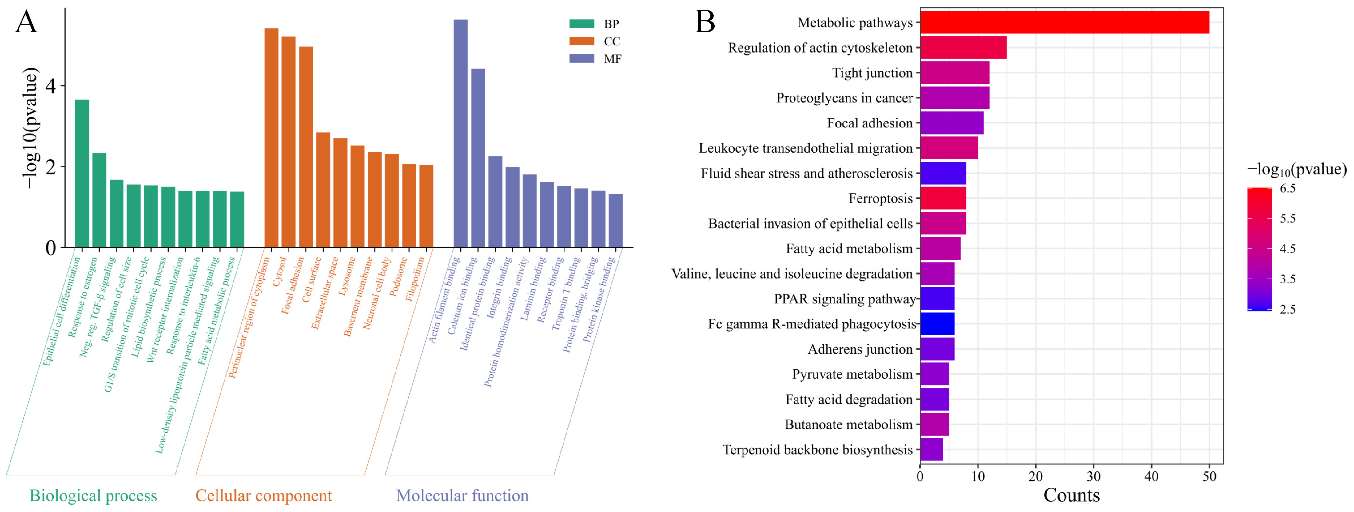 Deciphering the Regulatory Network of Tail Fat Deposition in Large- and ...