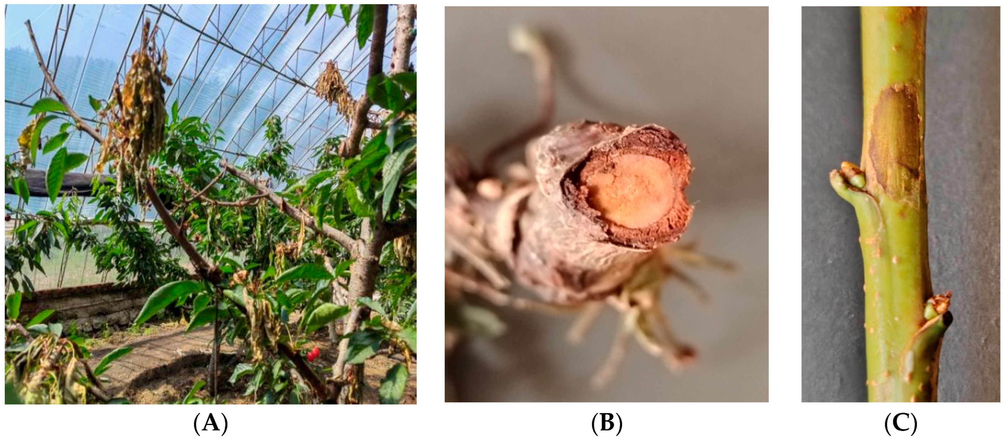 Identification and Characterization of Botryosphaeria dothidea ...