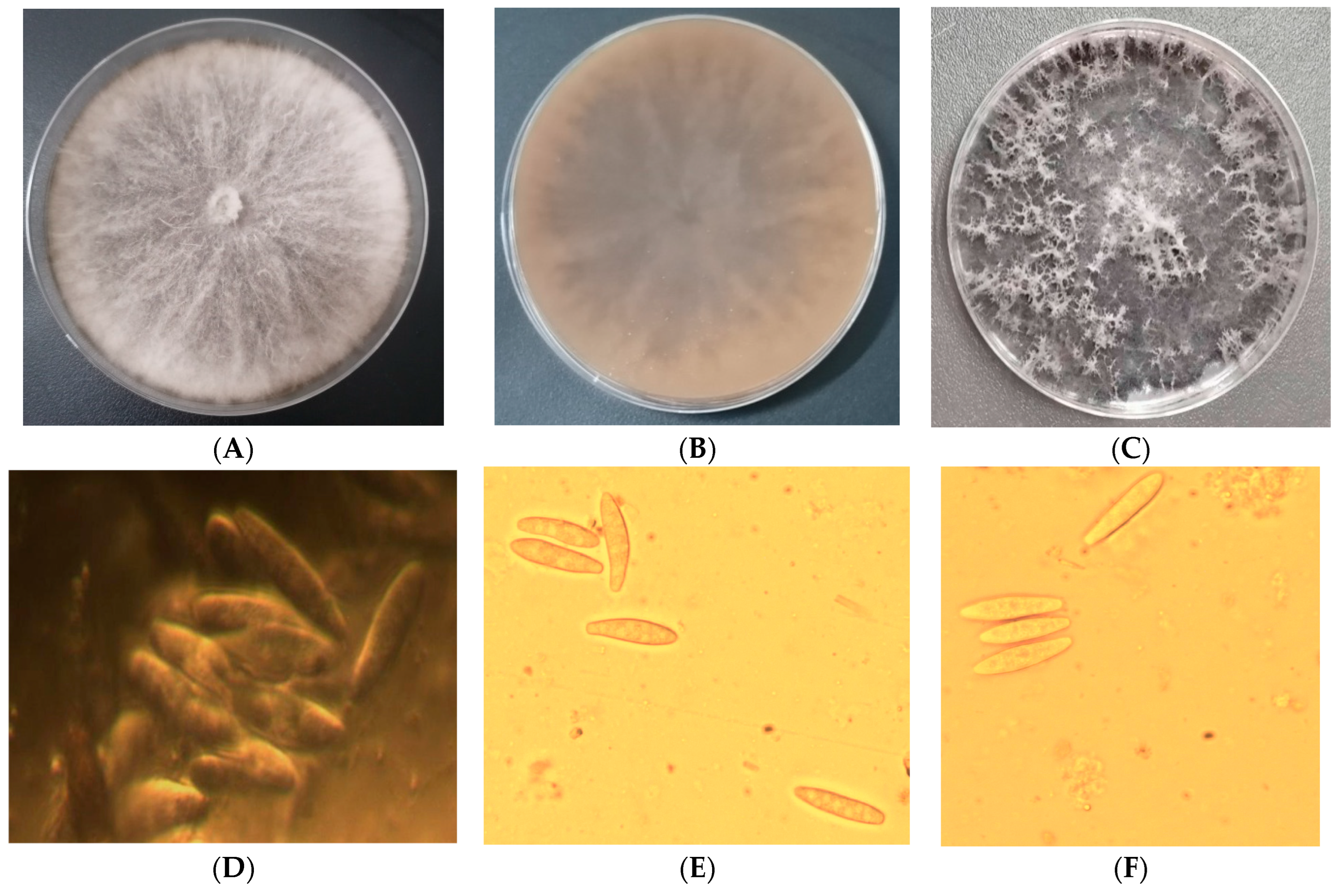 Identification and Characterization of Botryosphaeria dothidea ...