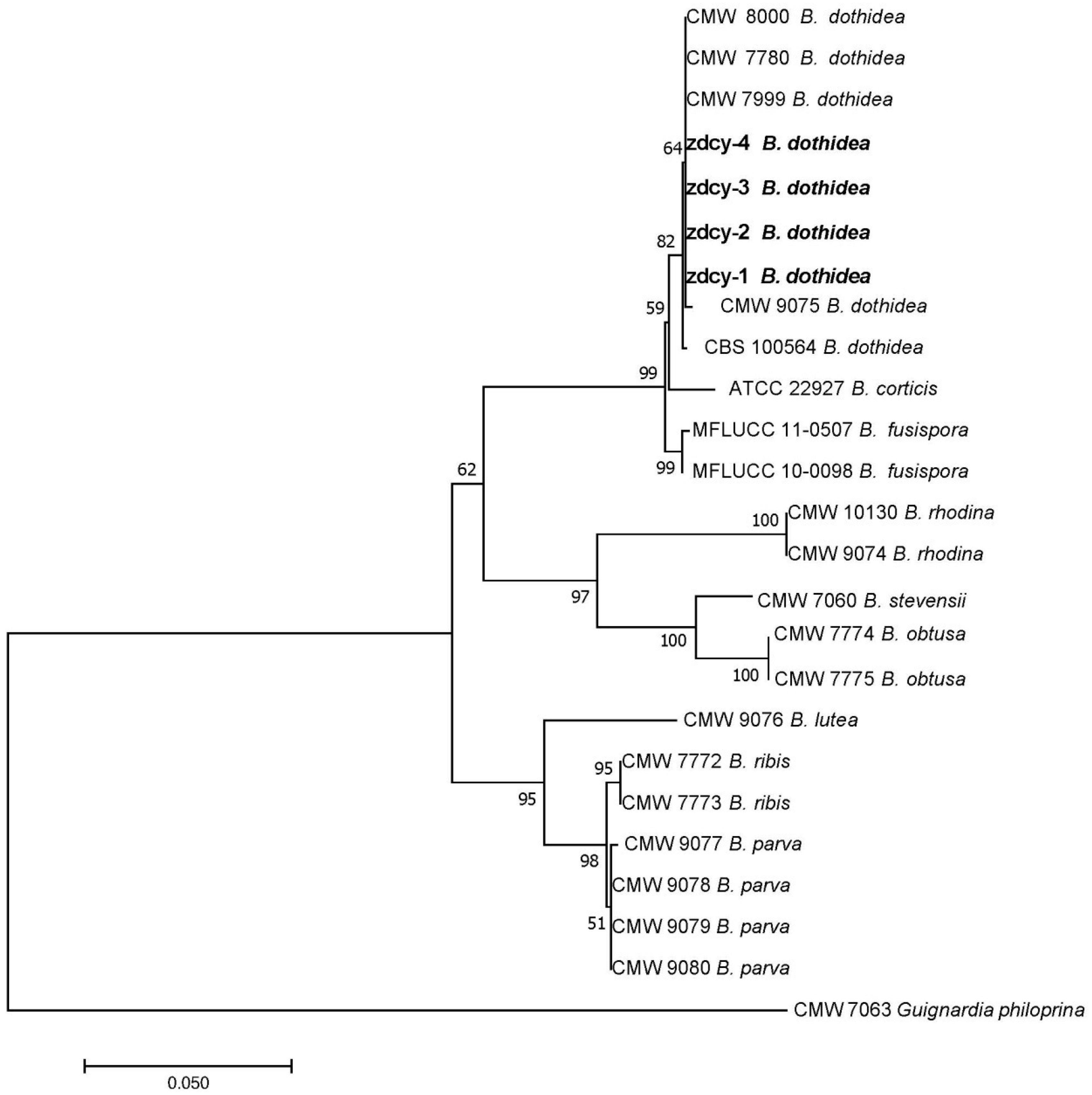 Identification and Characterization of Botryosphaeria dothidea ...