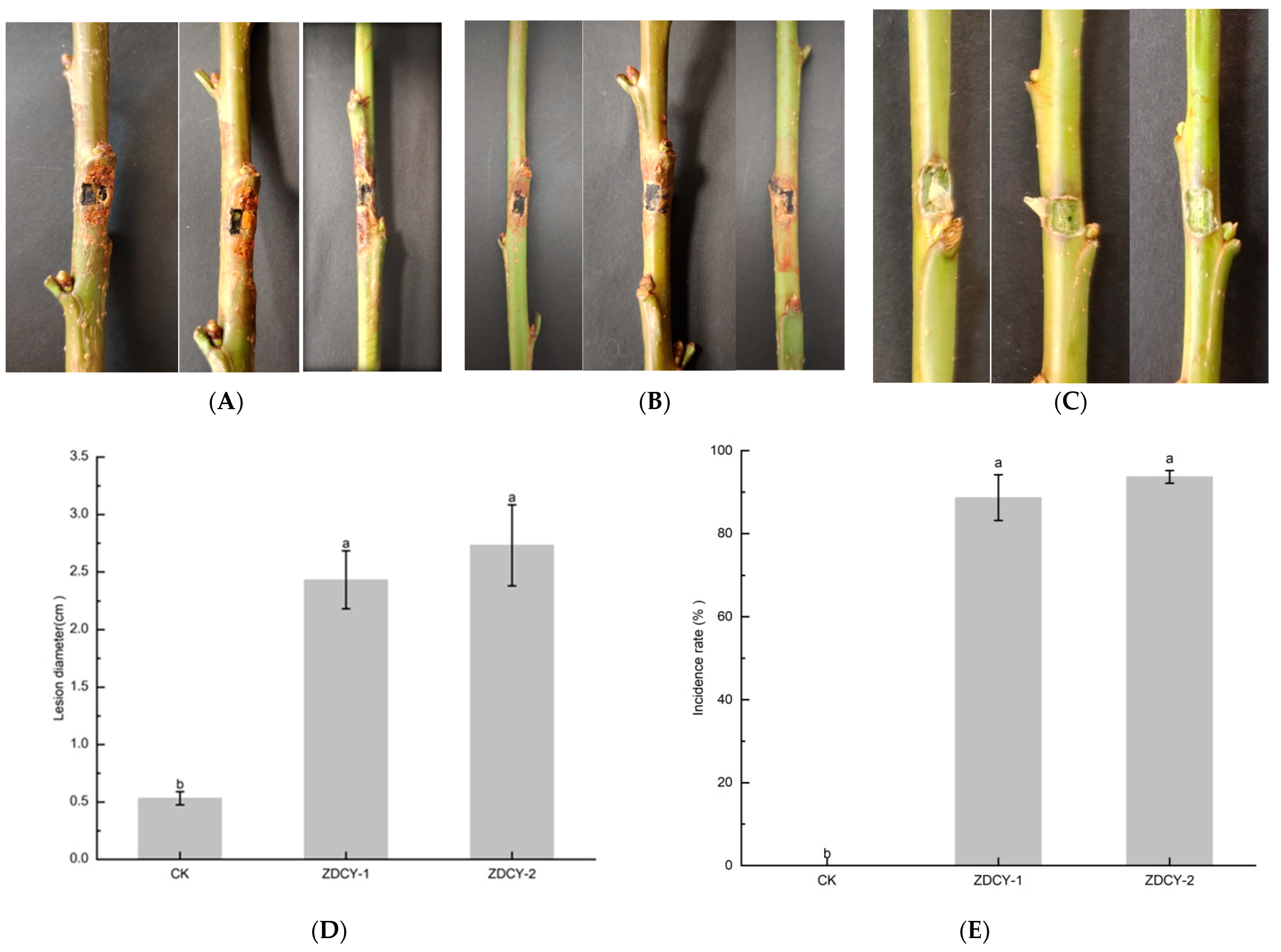 Identification and Characterization of Botryosphaeria dothidea ...