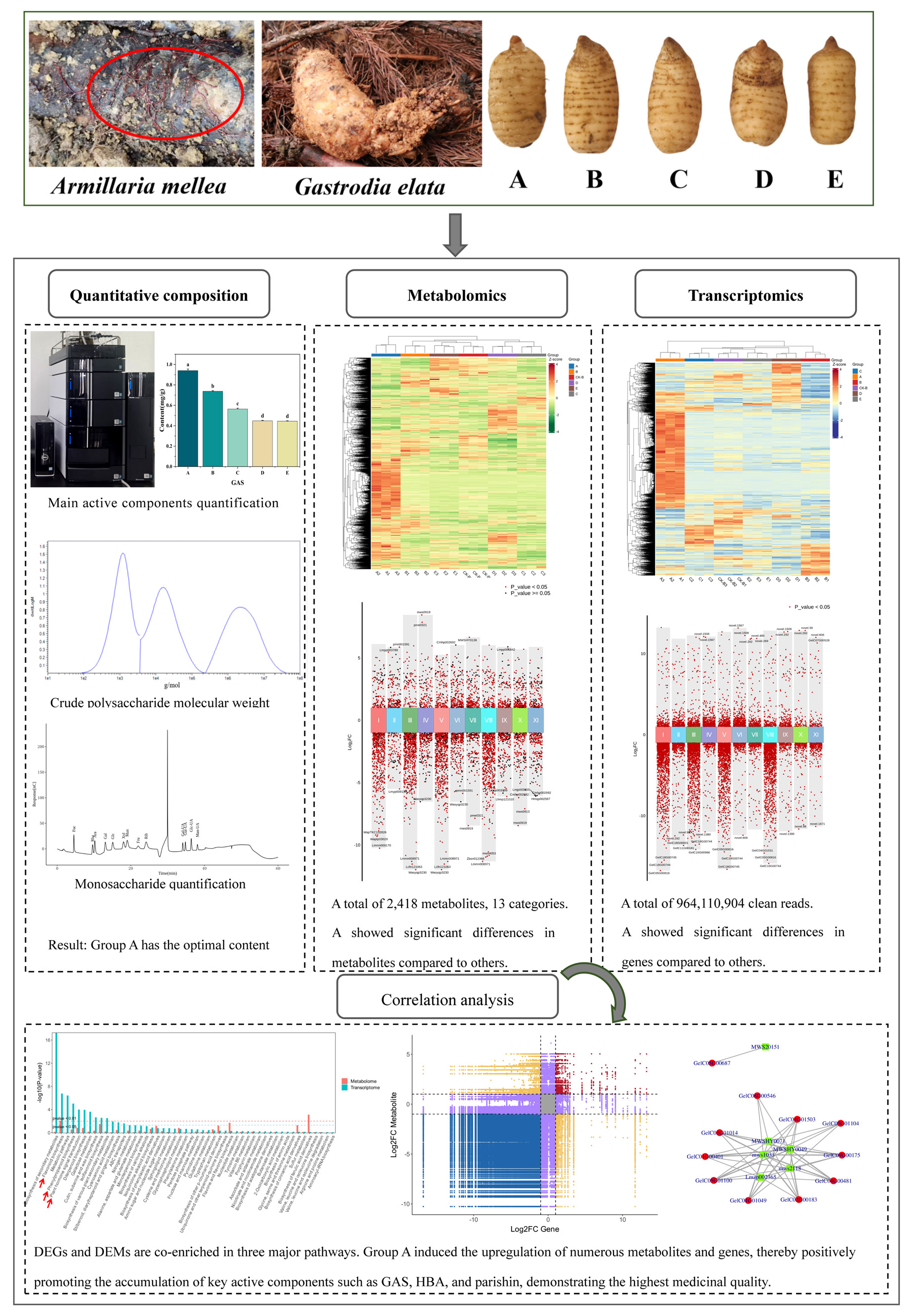 Comprehensive Metabolomic–Transcriptomic Analysis of the Regulatory ...