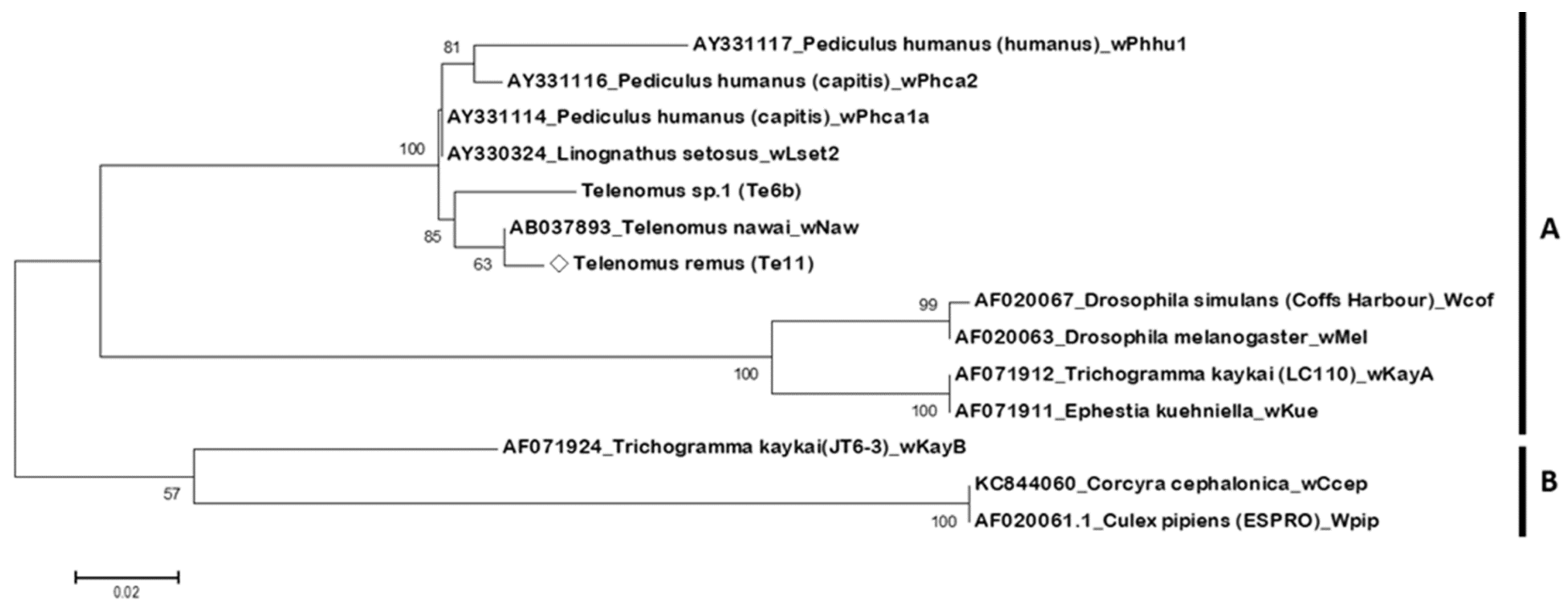 Curing Parthenogenesis-Inducing (PI) Wolbachia-Induced Reproductive ...