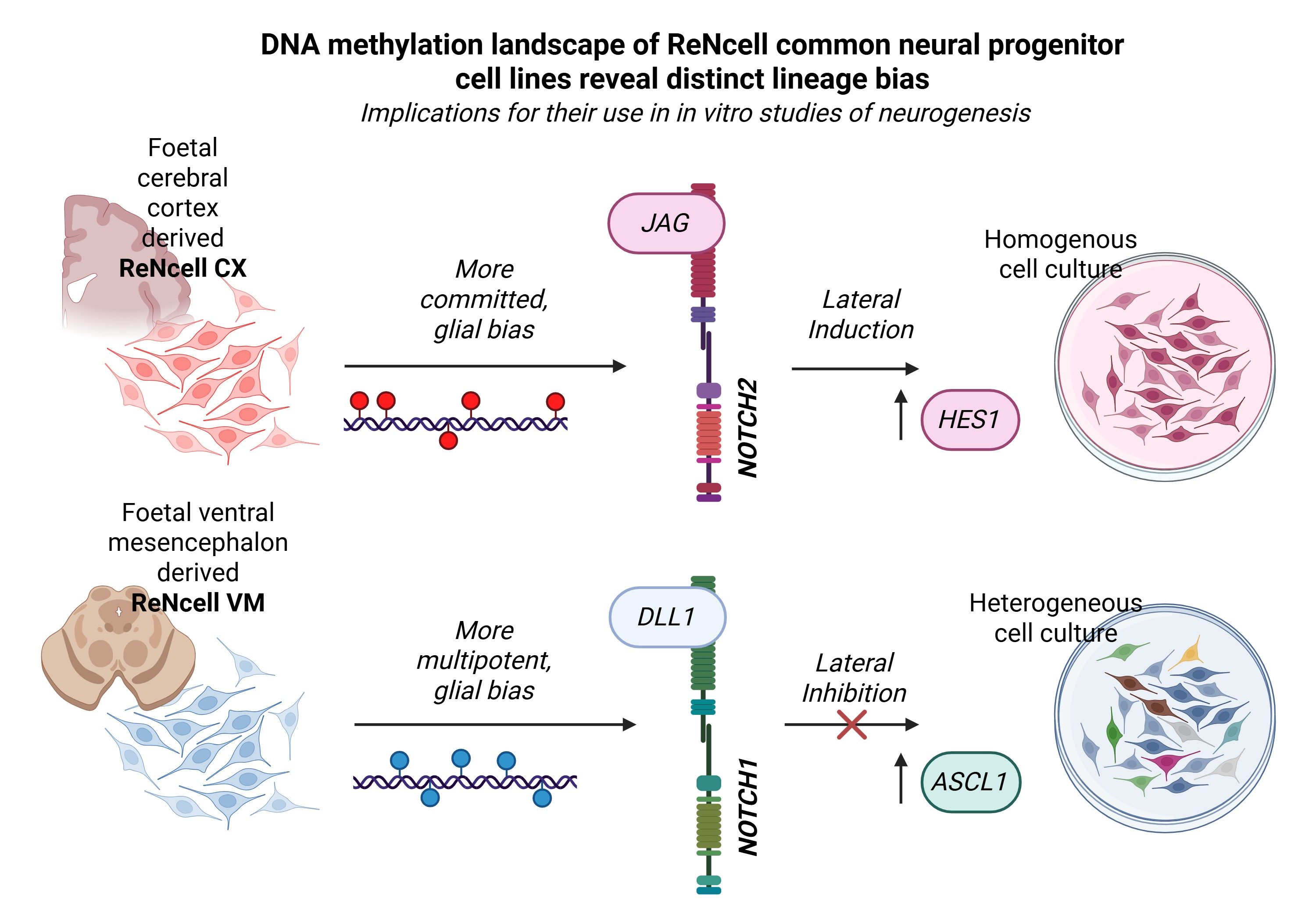 DNA Methylation Landscape of ReNcell Common Neural Progenitor Cell ...