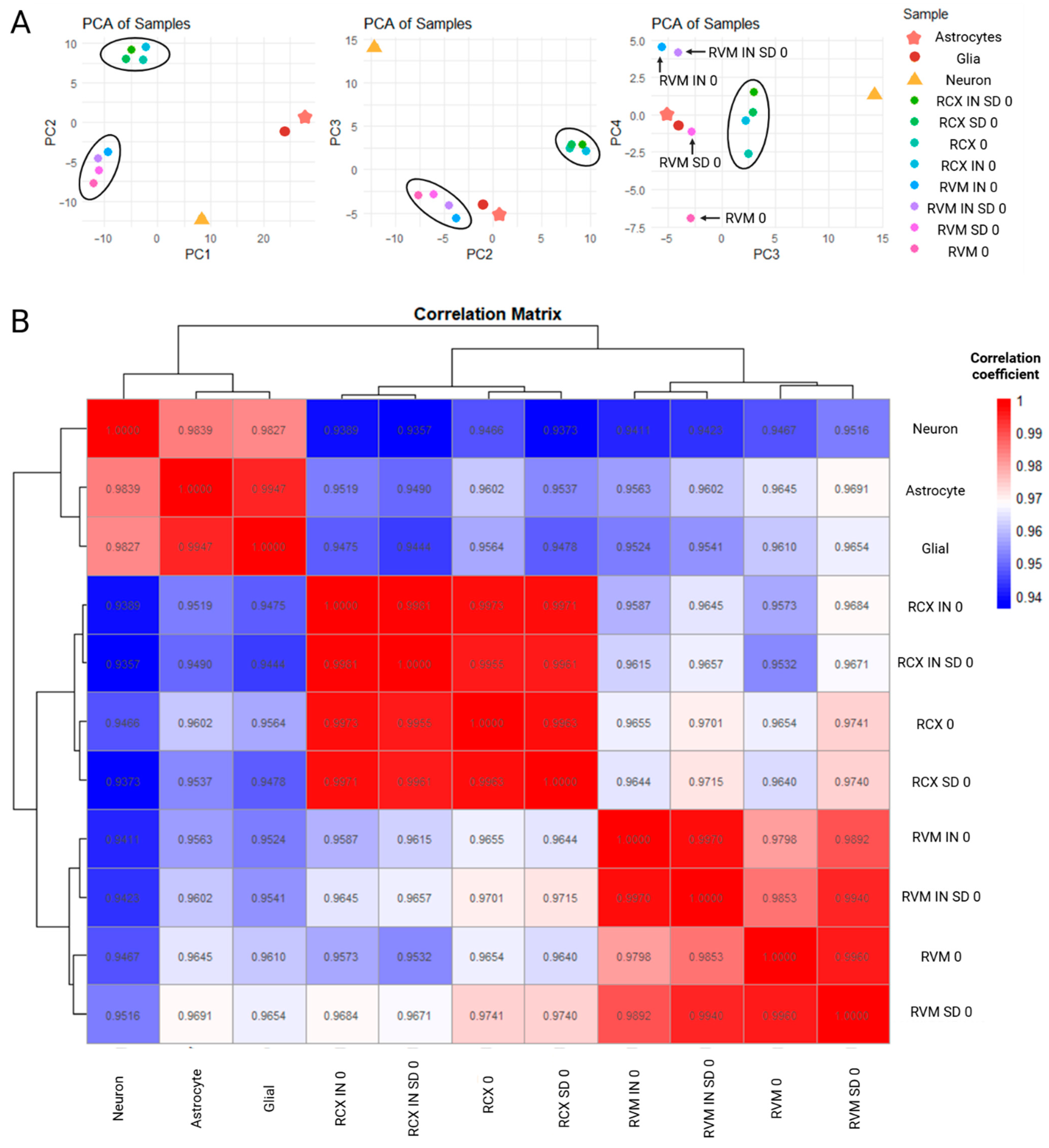 DNA Methylation Landscape of ReNcell Common Neural Progenitor Cell ...