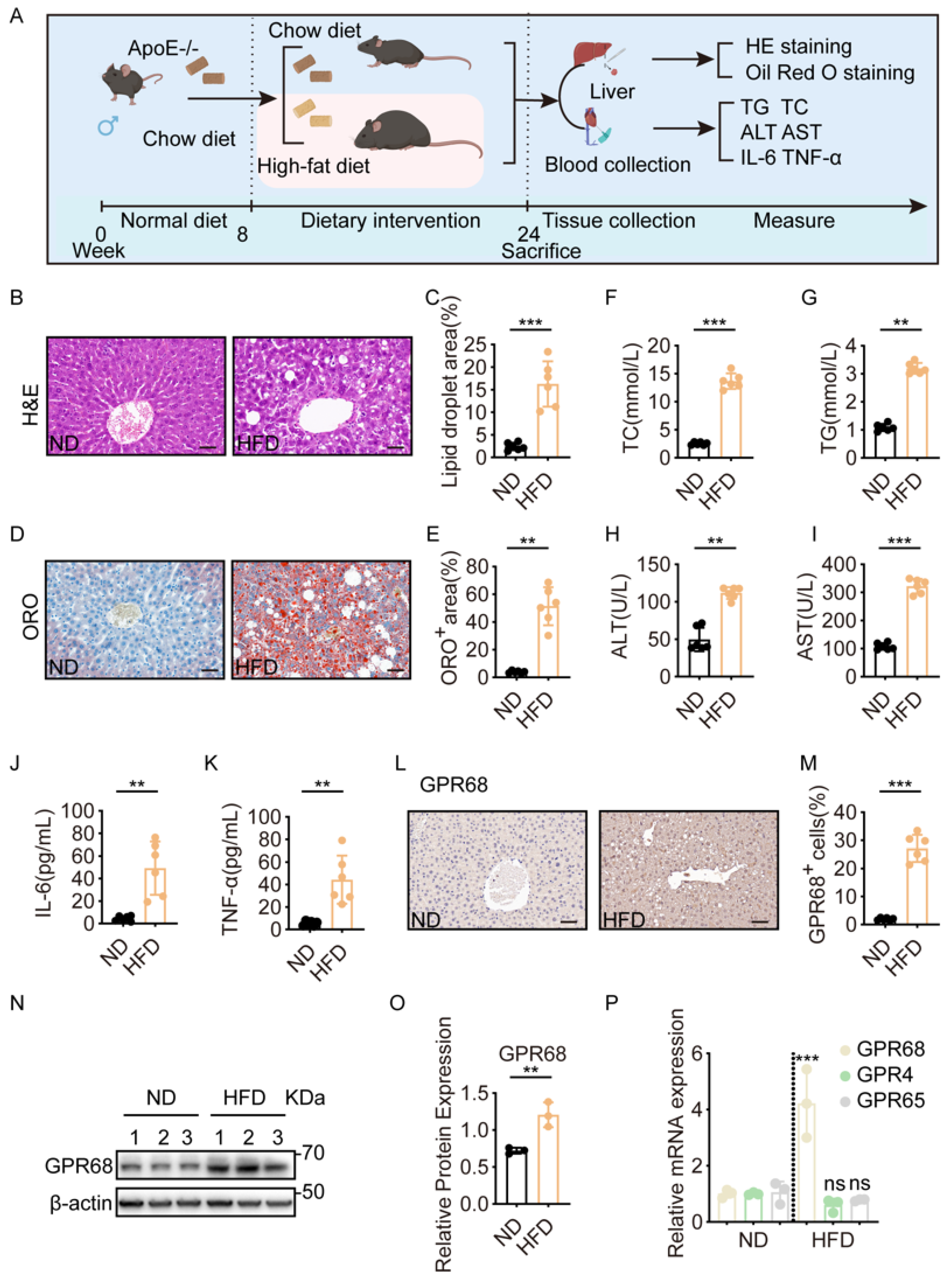 Targeting GPR68 Alleviates Inflammation and Lipid Accumulation in ...