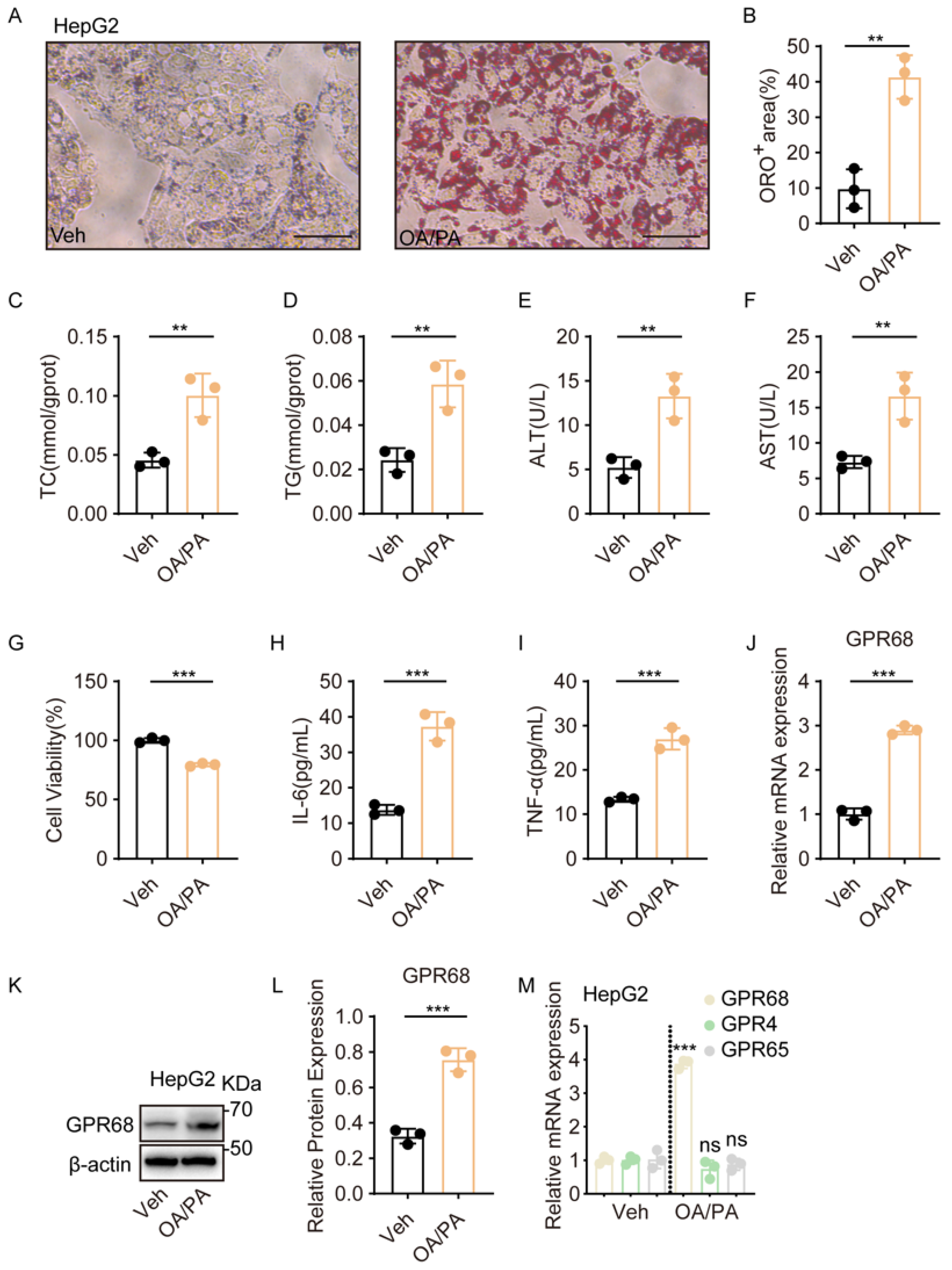 Targeting GPR68 Alleviates Inflammation and Lipid Accumulation in ...