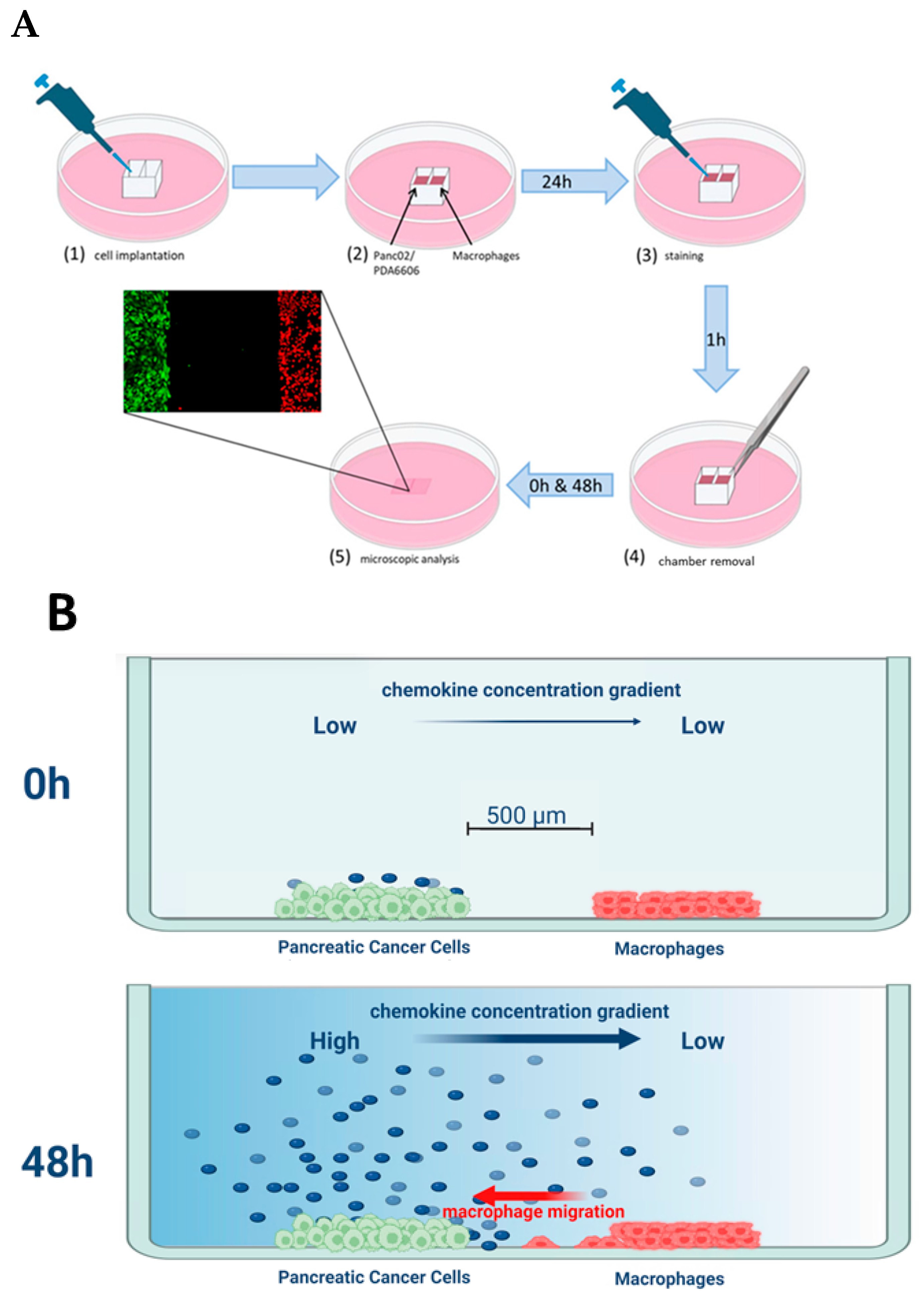 The Chamber Gap Assay Is a Simple and Sensitive In Vitro Method for ...