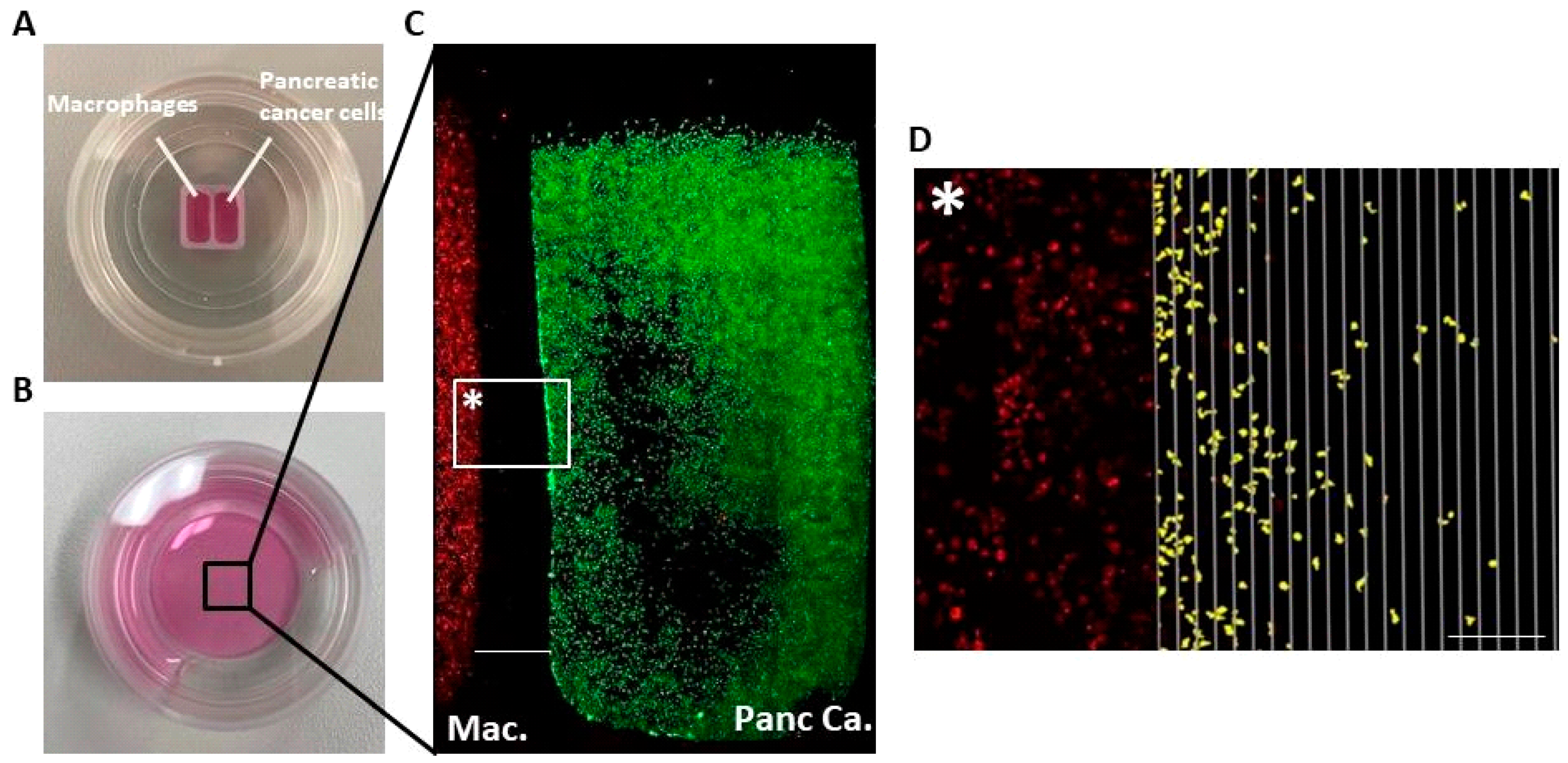 The Chamber Gap Assay Is a Simple and Sensitive In Vitro Method for ...