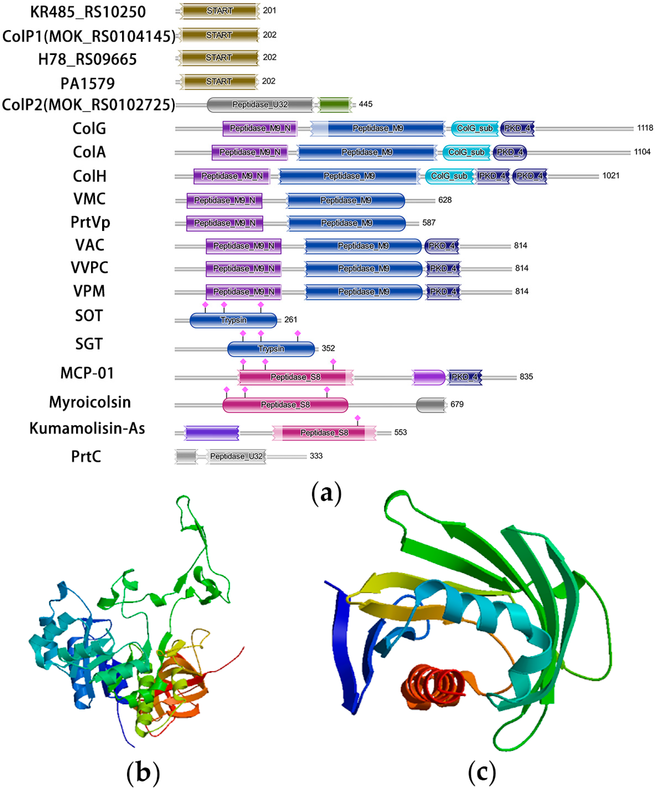 Heterologous Expression and Characterization of Collagenases from ...