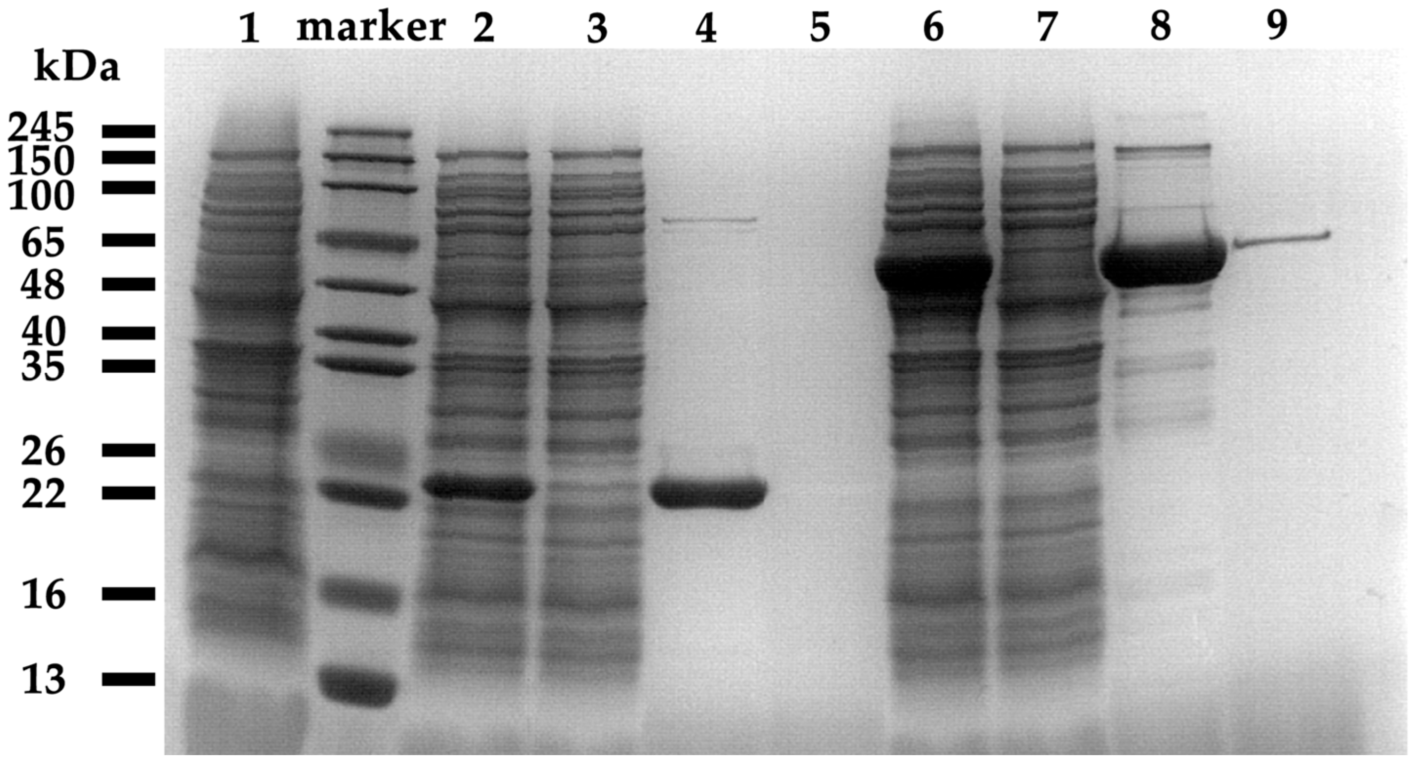 Heterologous Expression and Characterization of Collagenases from ...