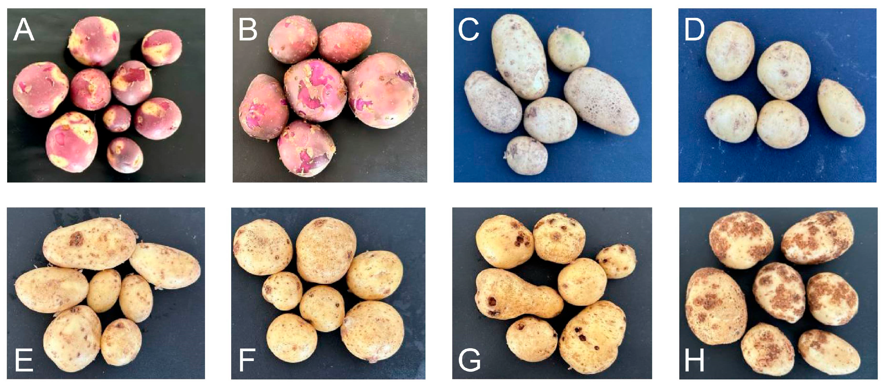 Occurrence of Streptomyces stelliscabiei Causing Potato Common Scab in ...