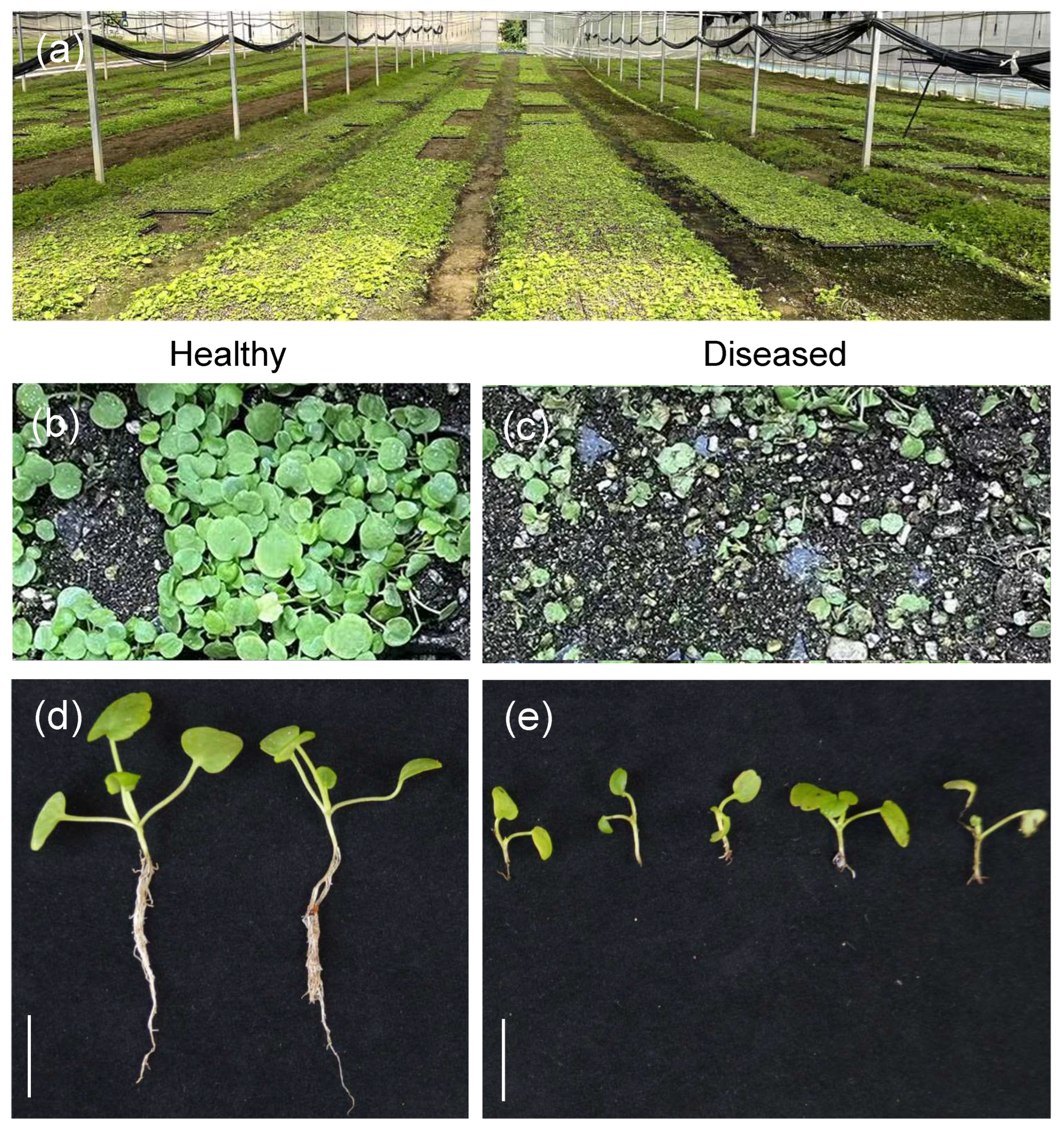 Isolation, Identification, and Management Strategies for the Root Rot ...