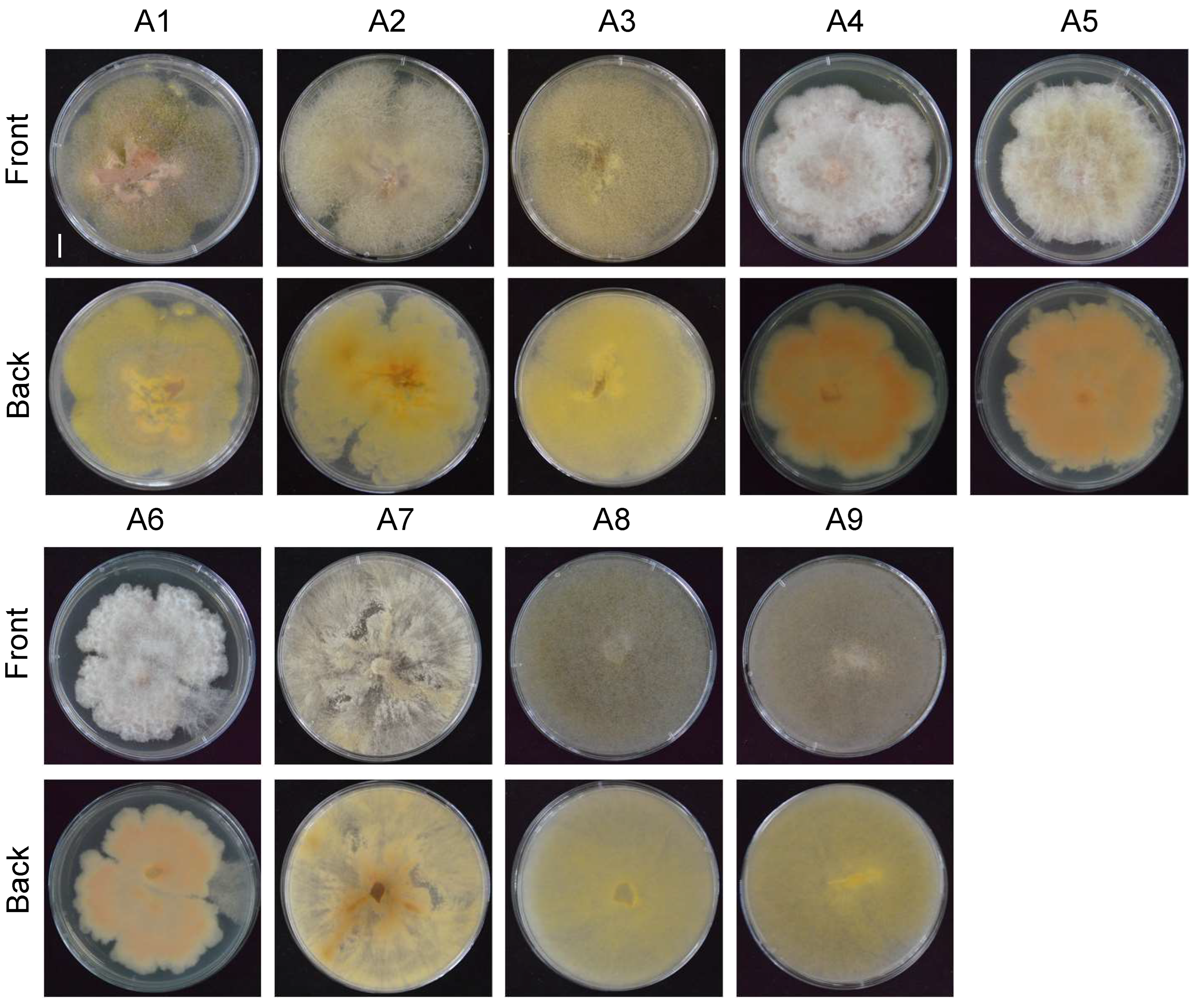 Isolation, Identification, and Management Strategies for the Root Rot ...