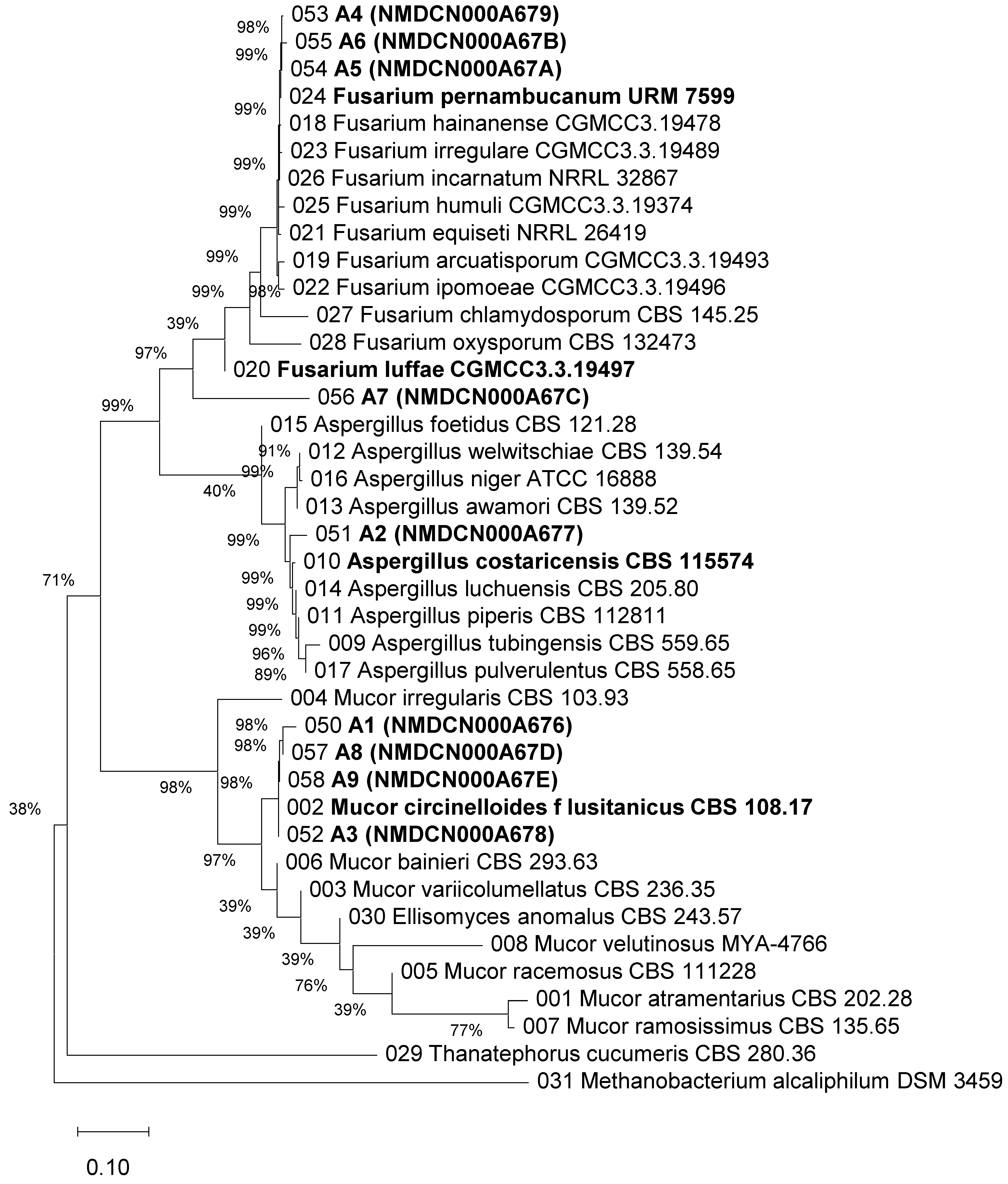 Isolation, Identification, and Management Strategies for the Root Rot ...
