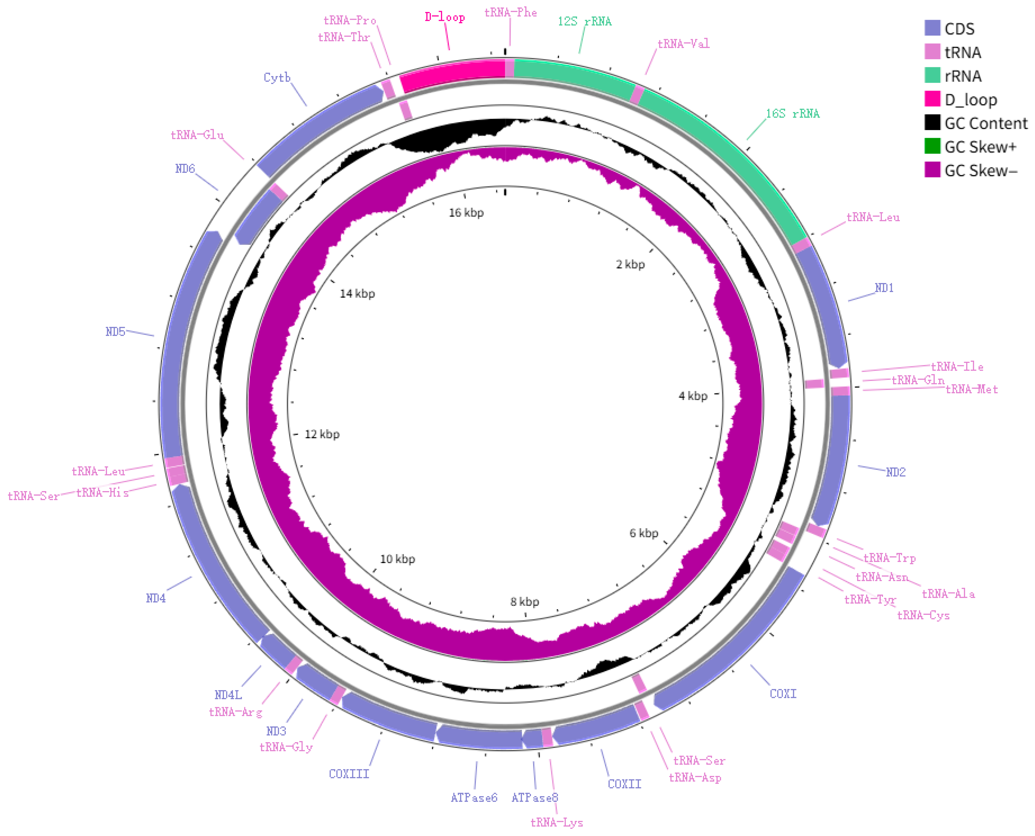 Characterization of the Complete Mitochondrial Genome of Nibea chui ...