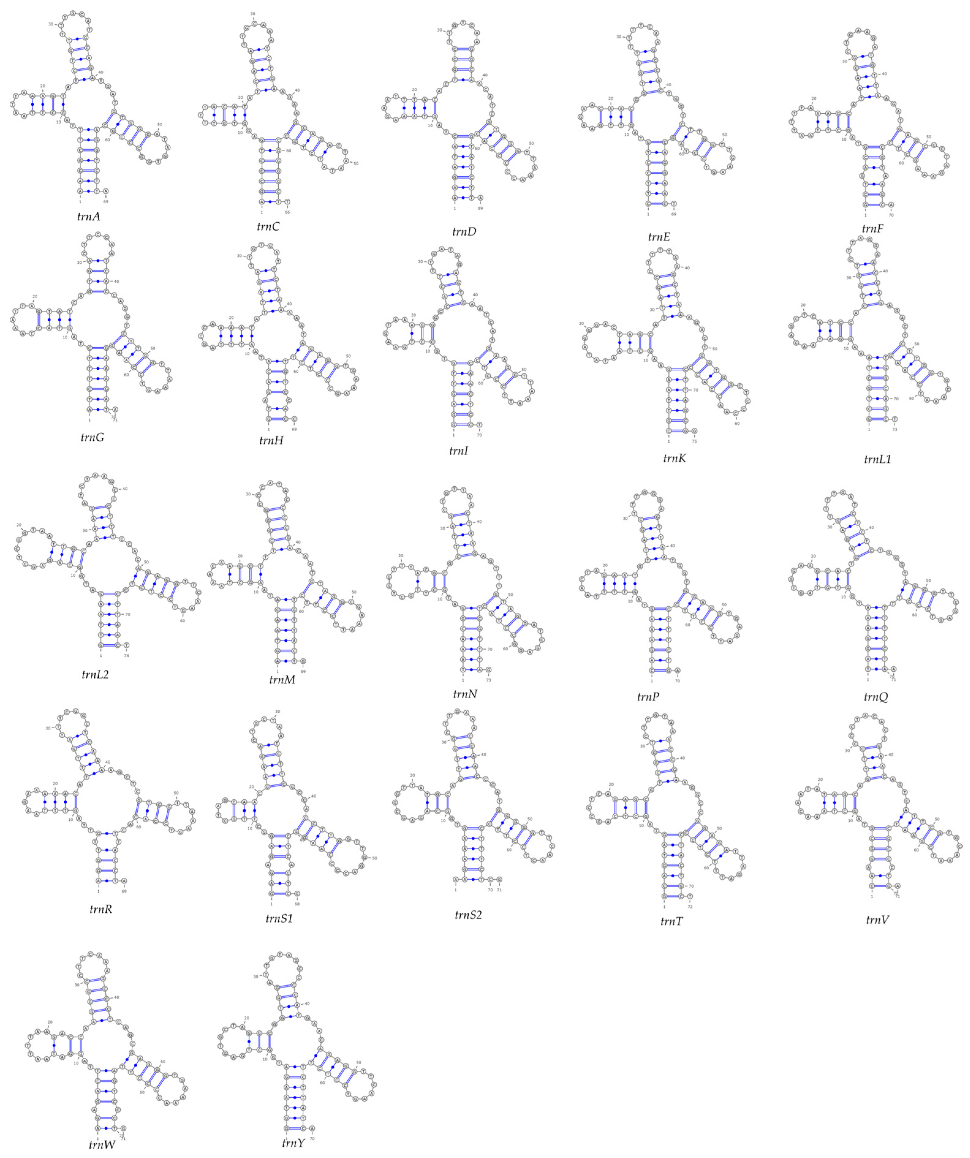 Characterization of the Complete Mitochondrial Genome of Nibea chui ...