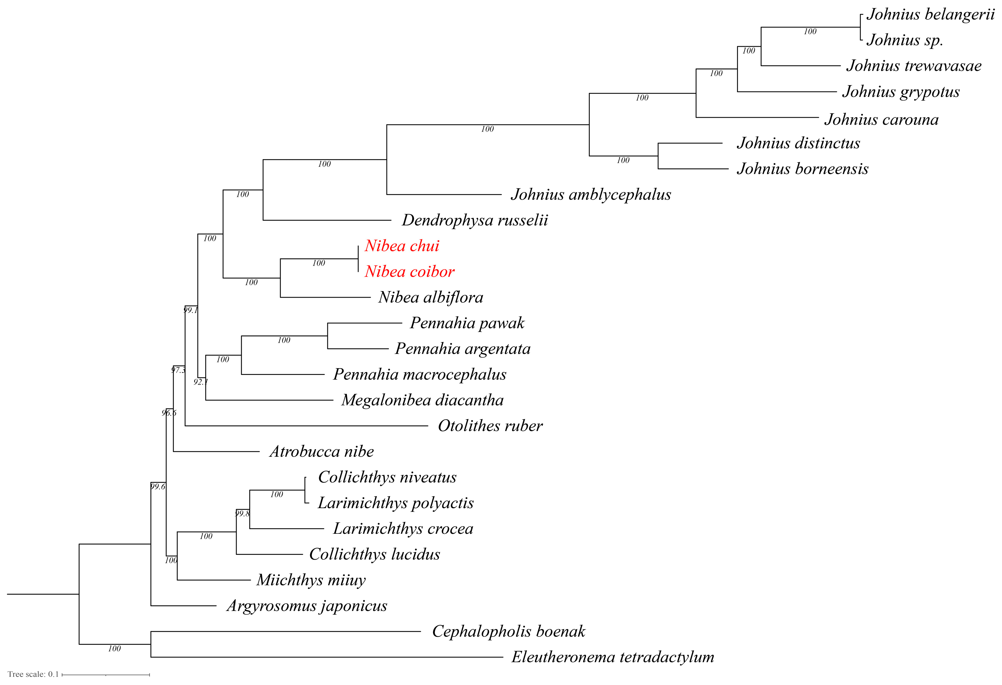 Characterization of the Complete Mitochondrial Genome of Nibea chui ...
