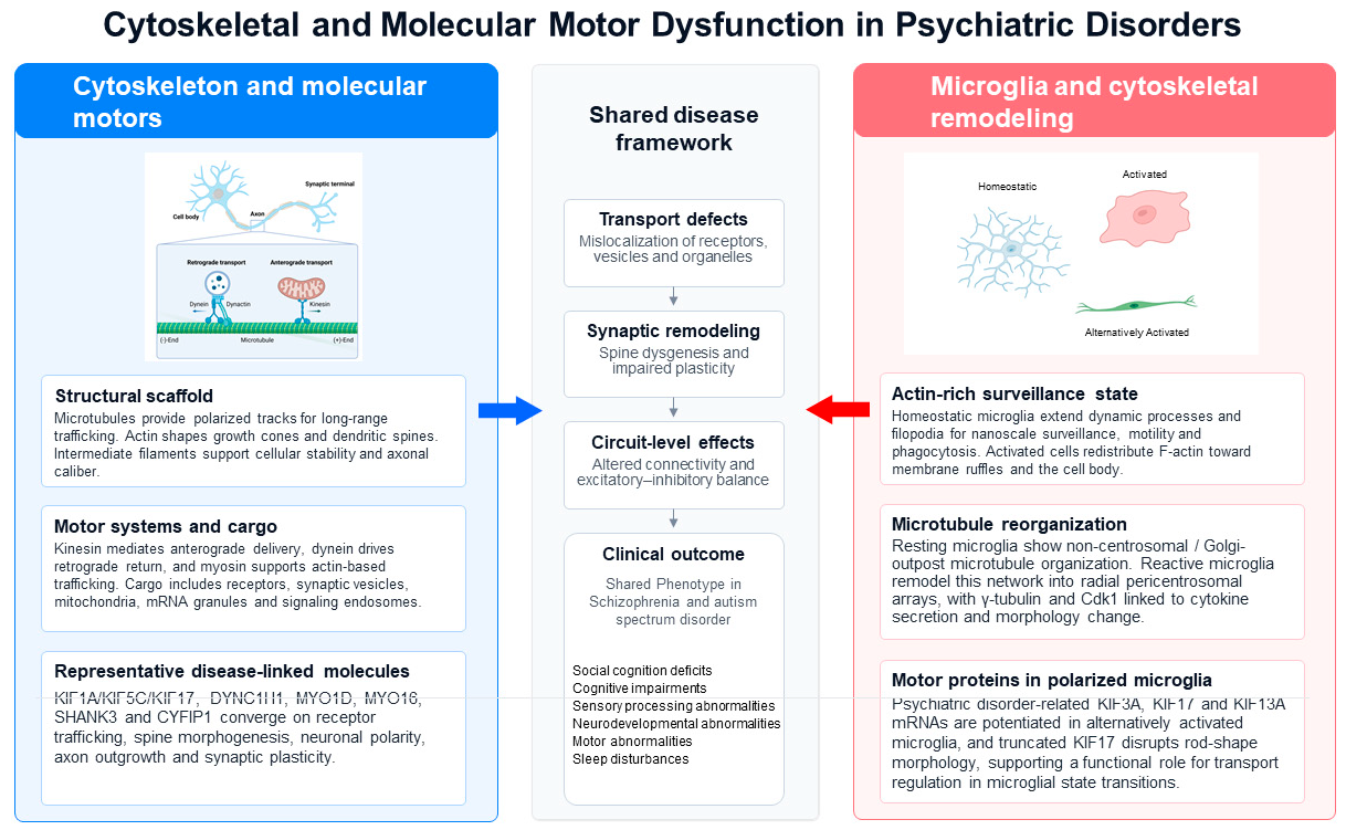Cytoskeletal Dynamics and Molecular Motor Dysfunction in Psychiatric ...