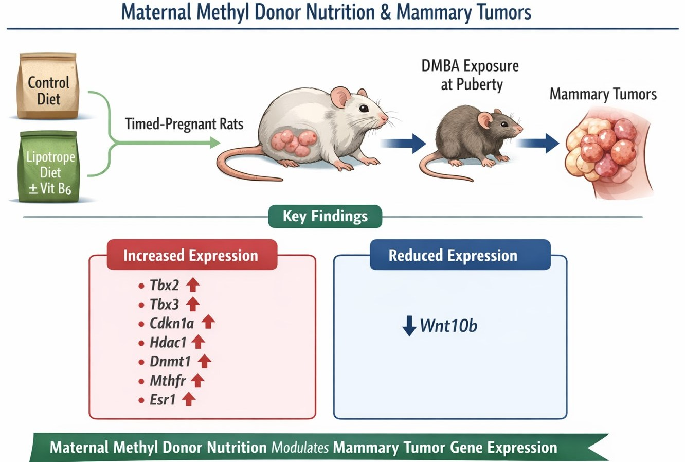 Maternal Methyl Donor Nutrients Modulate Developmental Genes in Mammary ...