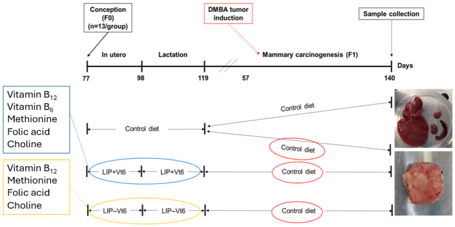 Maternal Methyl Donor Nutrients Modulate Developmental Genes in Mammary ...