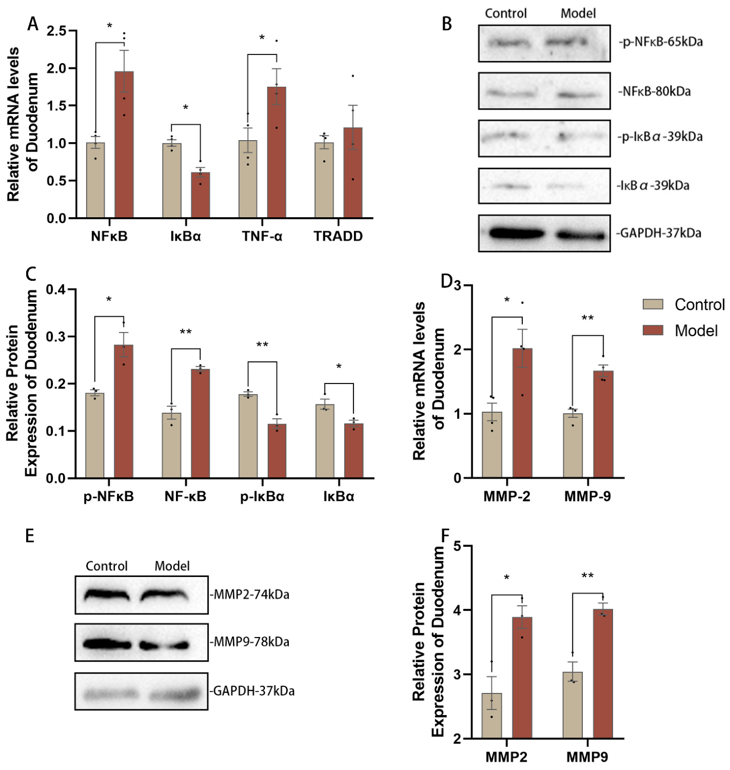 Intestinal Barrier Dysfunction and Stem Cell Impairment Following ...