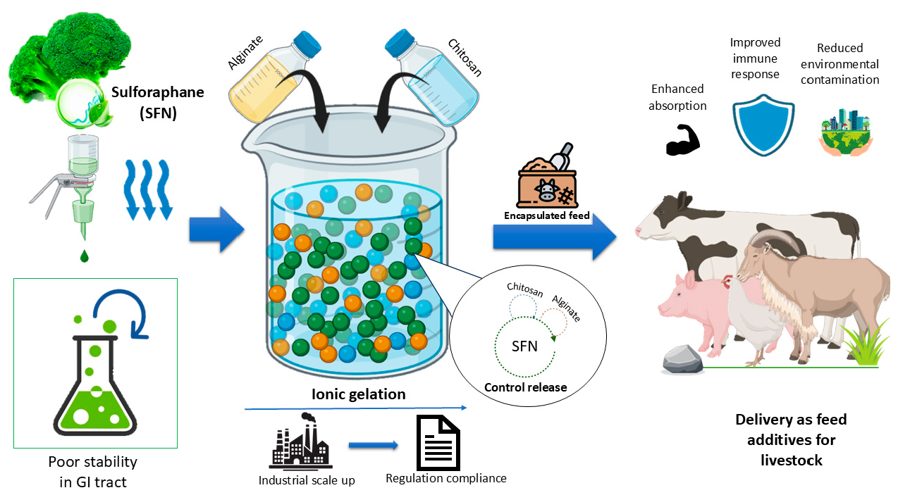 Ionic Gelation for Nano-Delivery of Sulforaphane in Animal Feed: A ...