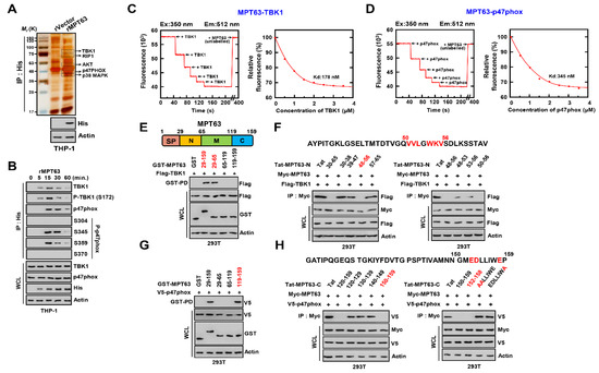 Multi-Functional MPT Protein as a Therapeutic Agent against ...