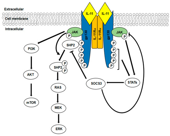 Interleukin 11 (IL-11): Role(s) in Breast Cancer Bone Metastases