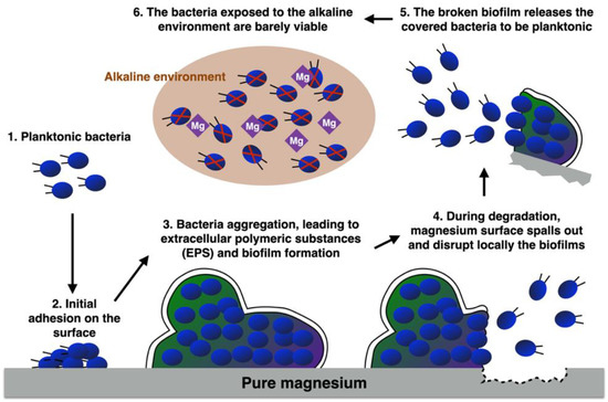 Biomedicines | Free Full-Text | Two-Step Approach Using Degradable ...
