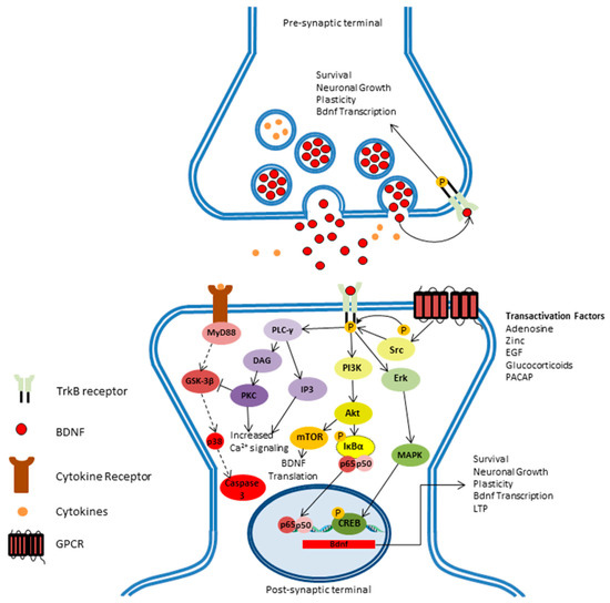 Biomedicines | Free Full-Text | Brain-Derived Neurotropic Factor in ...